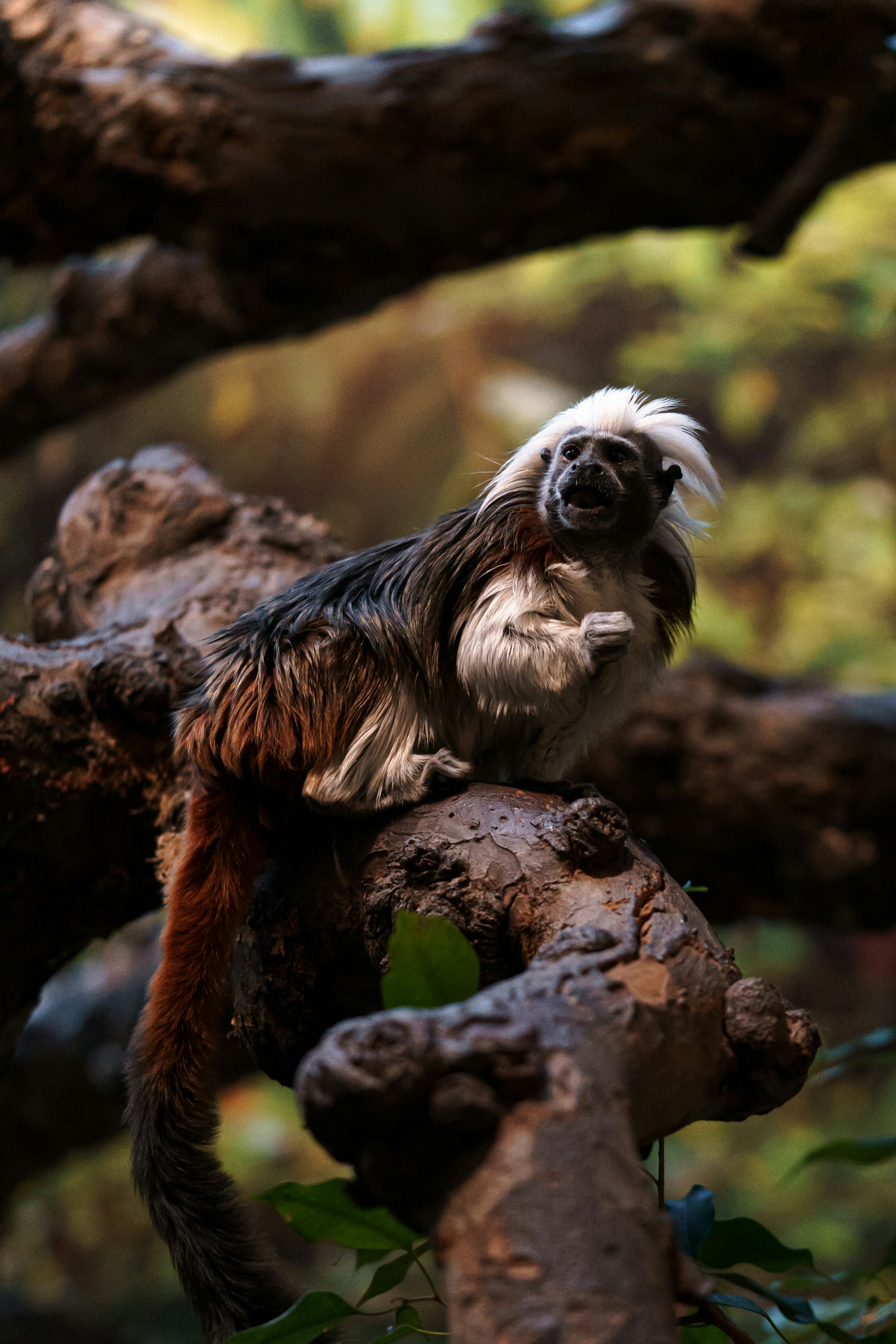 Perched in the Bark Realm: White-Throated Tamarin on a Weathered Forest Log