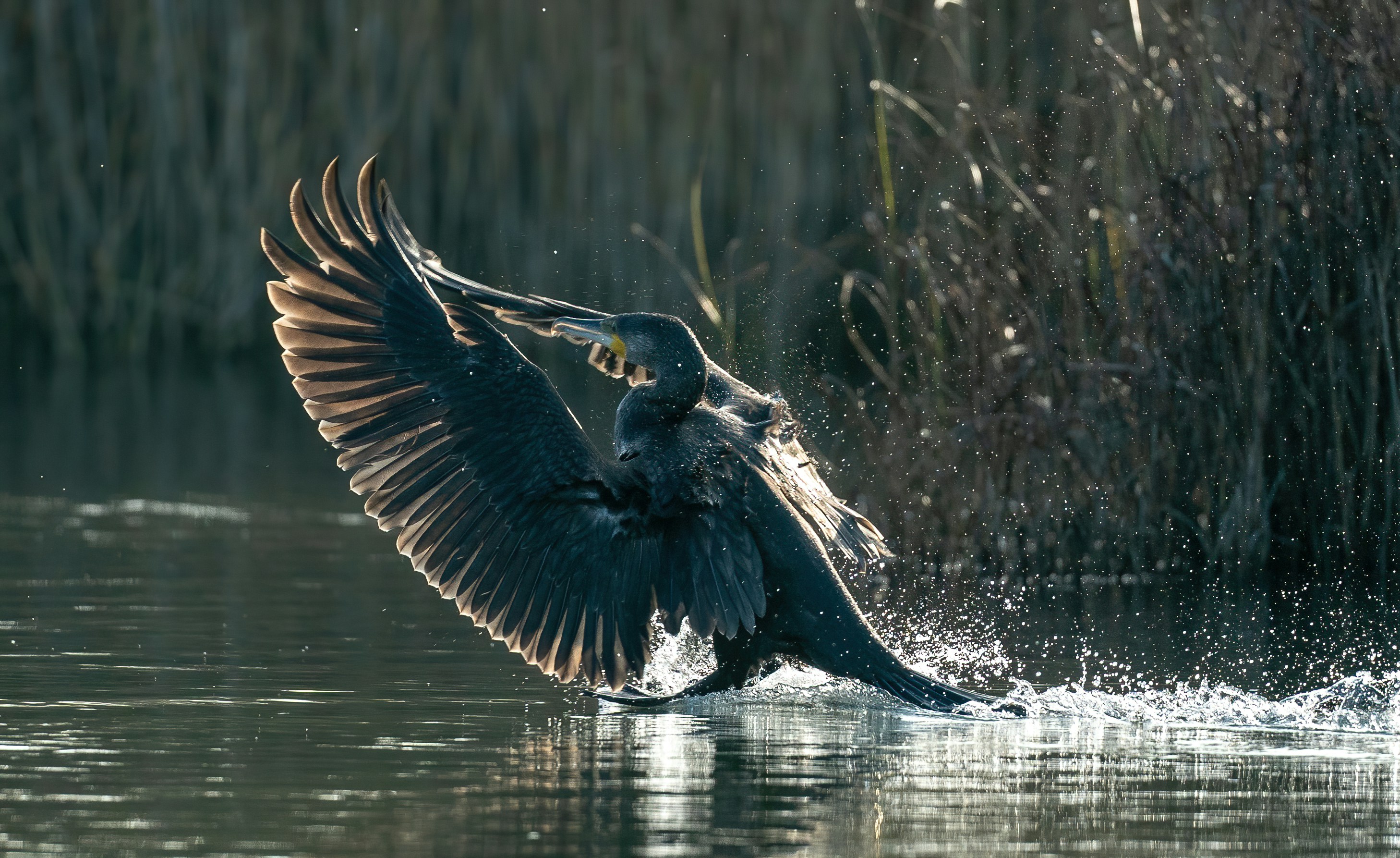 A cormorant splashes onto the water's surface, wings outstretched in a dynamic display. Ripples and sunlight enhance the scene's vitality.