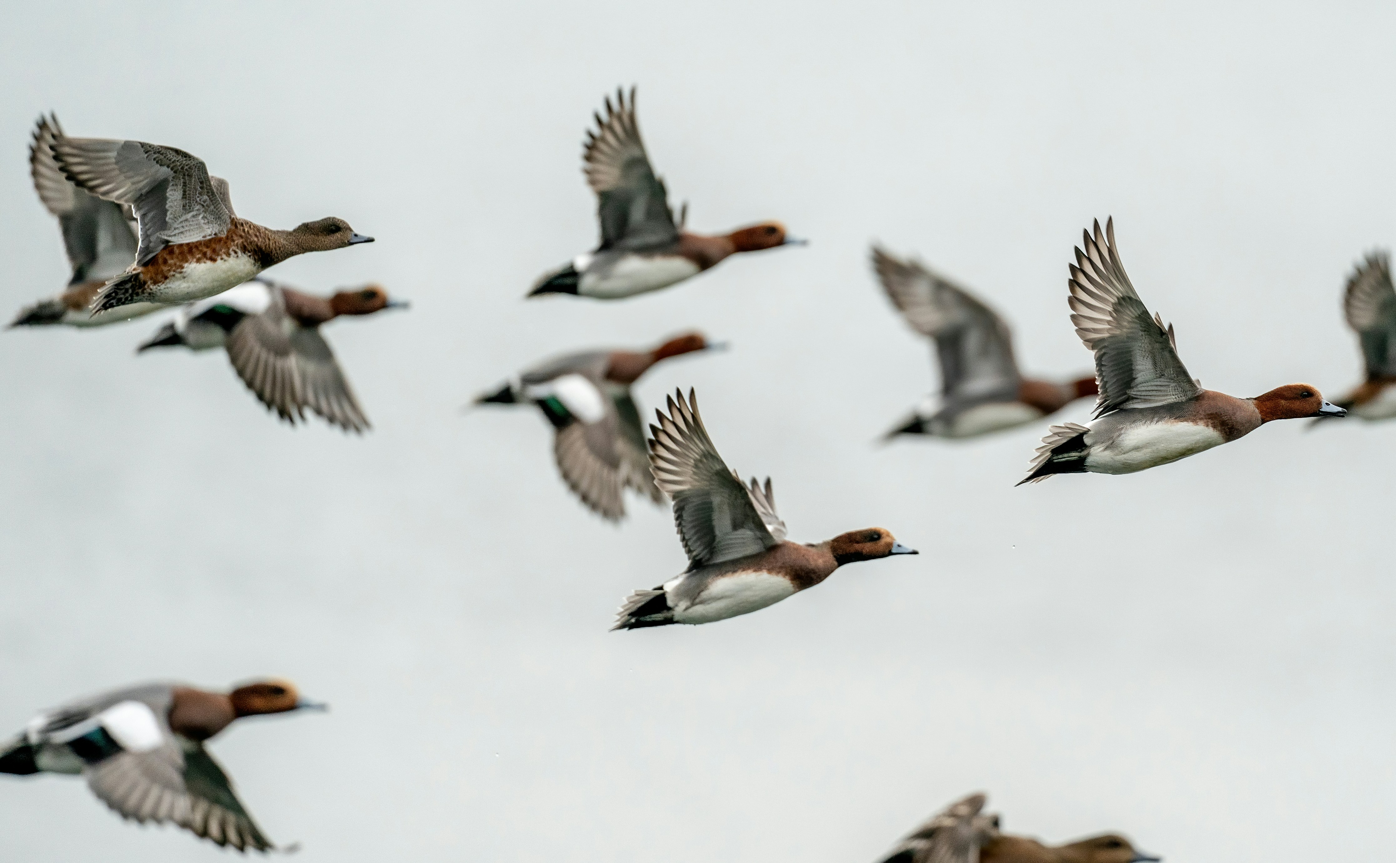 A flock of birds in flight, showcasing their graceful movements against a muted sky. The image captures the essence of nature in motion.