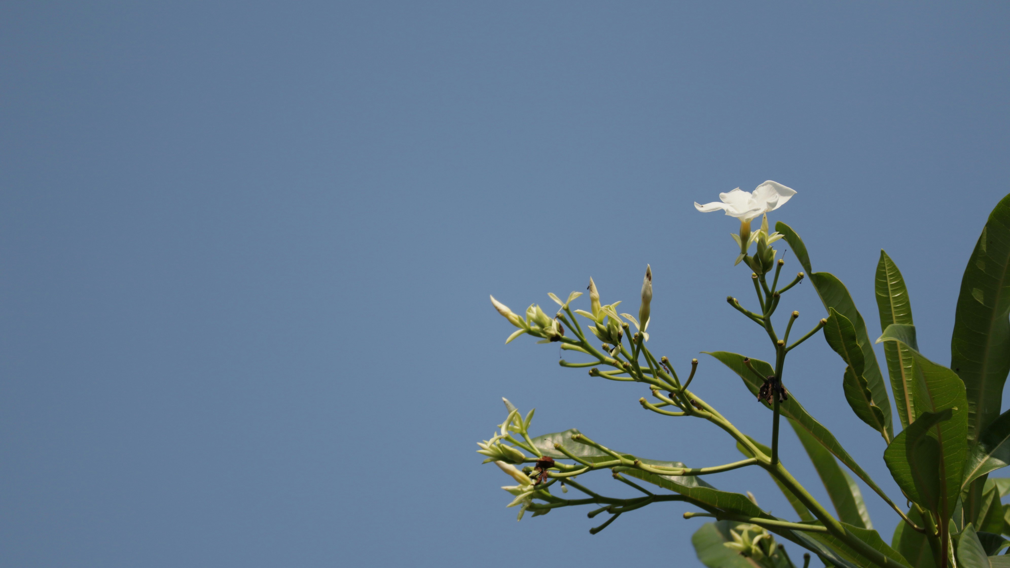 Delicate White Bloom Against a Clear Sky