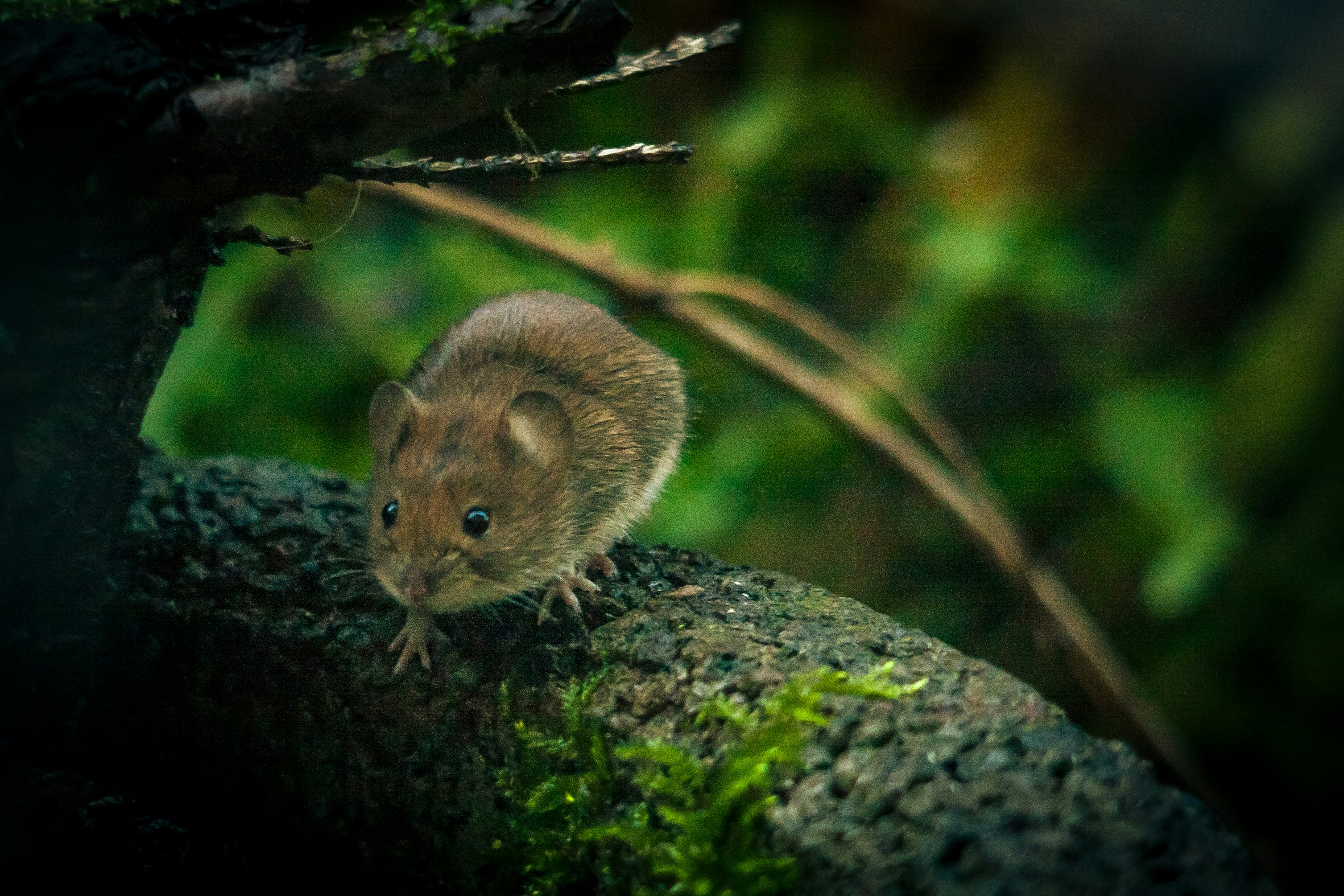 Mice Control Plano TX - Mice Control Dallas Rodent Cont...