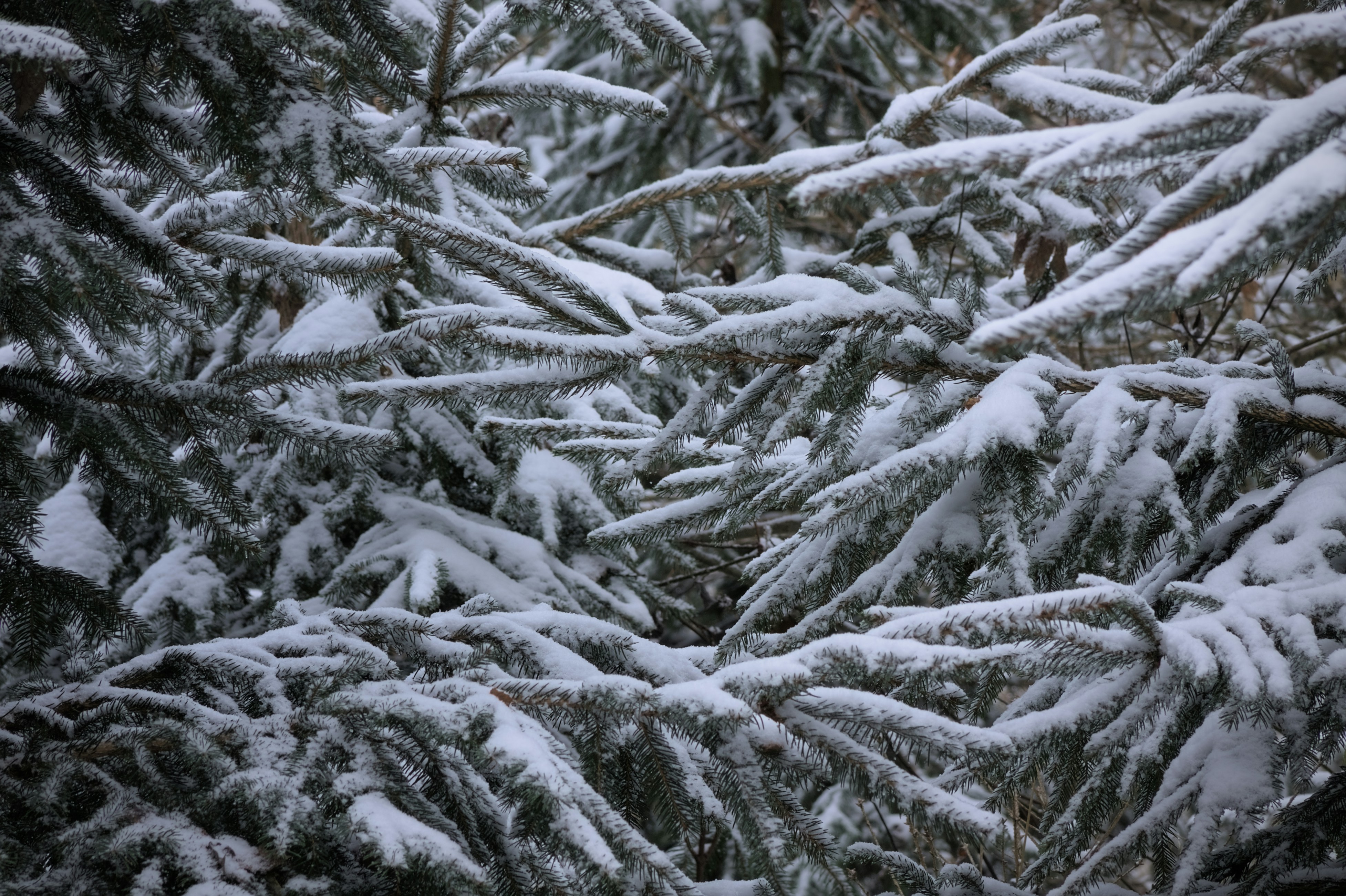 Snowy Trees Pictures | Download Free Images on Unsplash