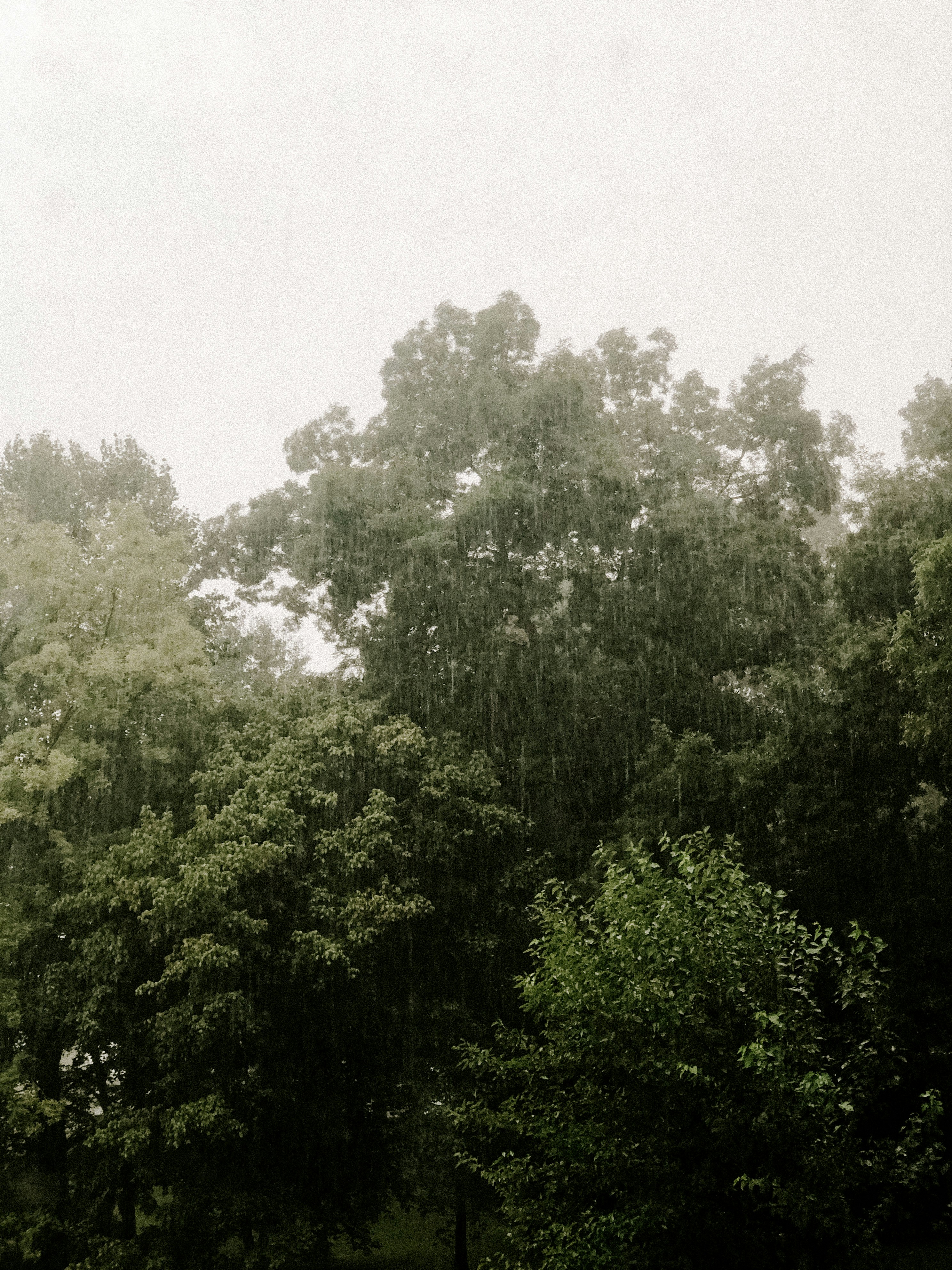 a group of trees that are next to each other