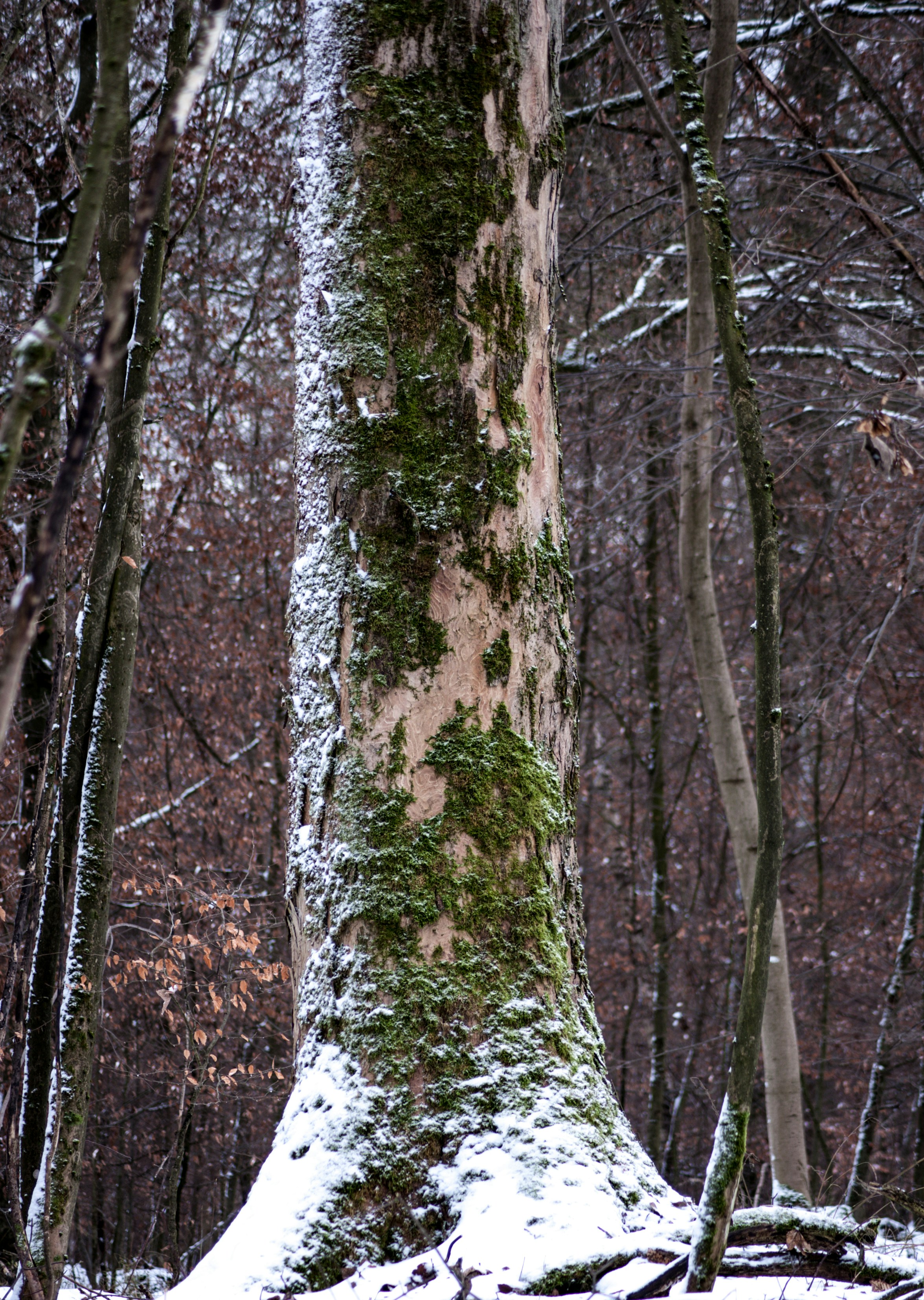 a tree with moss growing on it in the woods