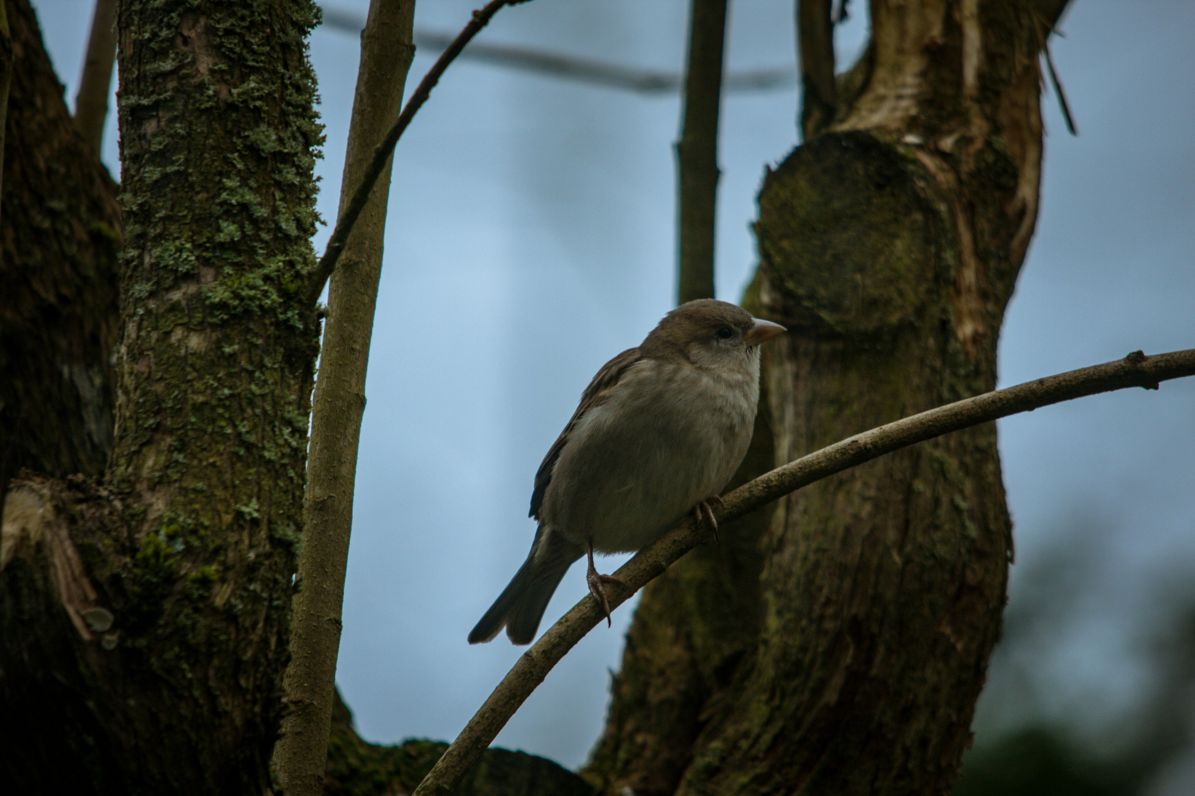 Muted Ember in the Branches: A Small Songbird in Low Light