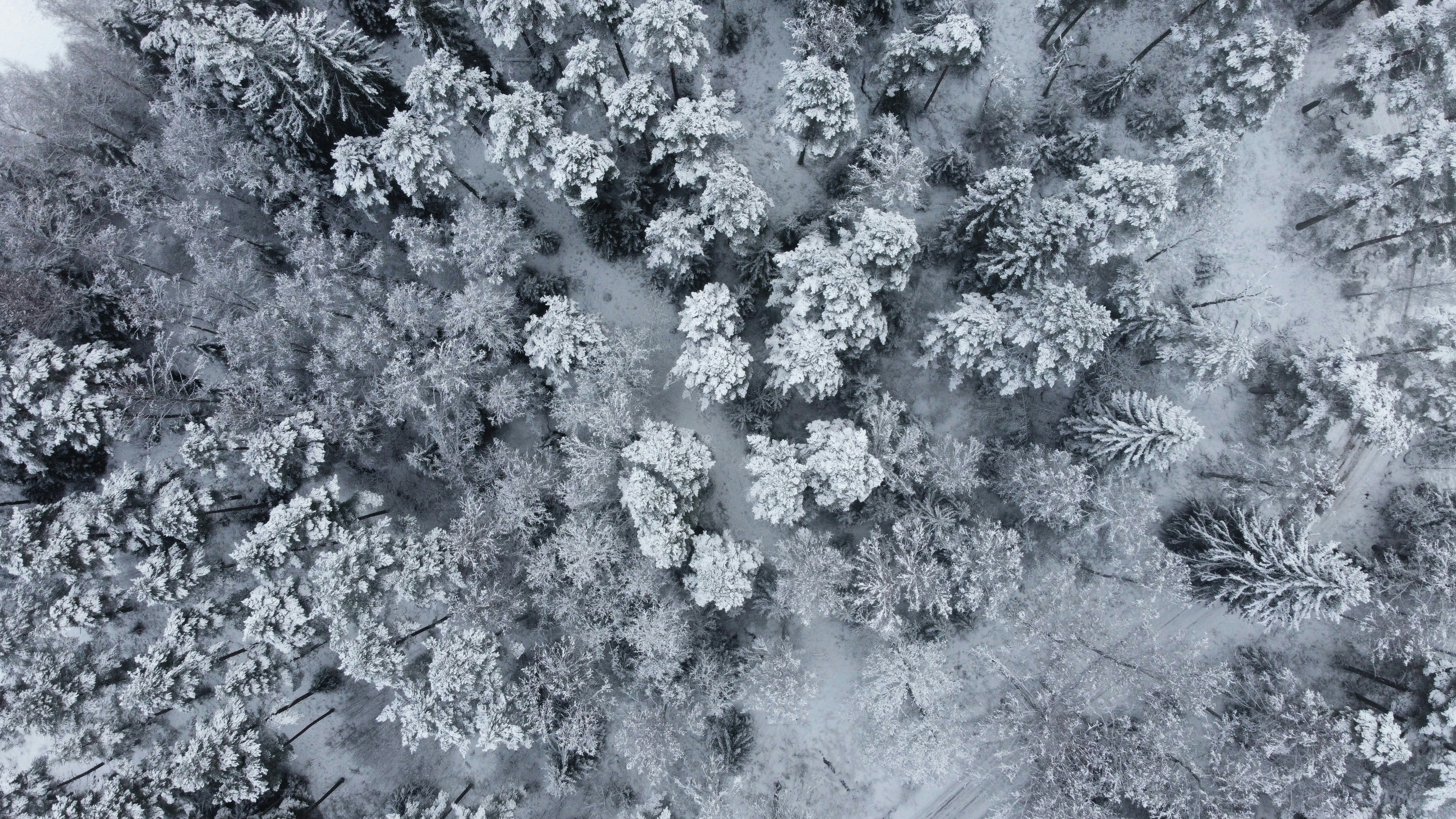 An aerial view of a snow covered forest photo – Free Sweden Image on ...