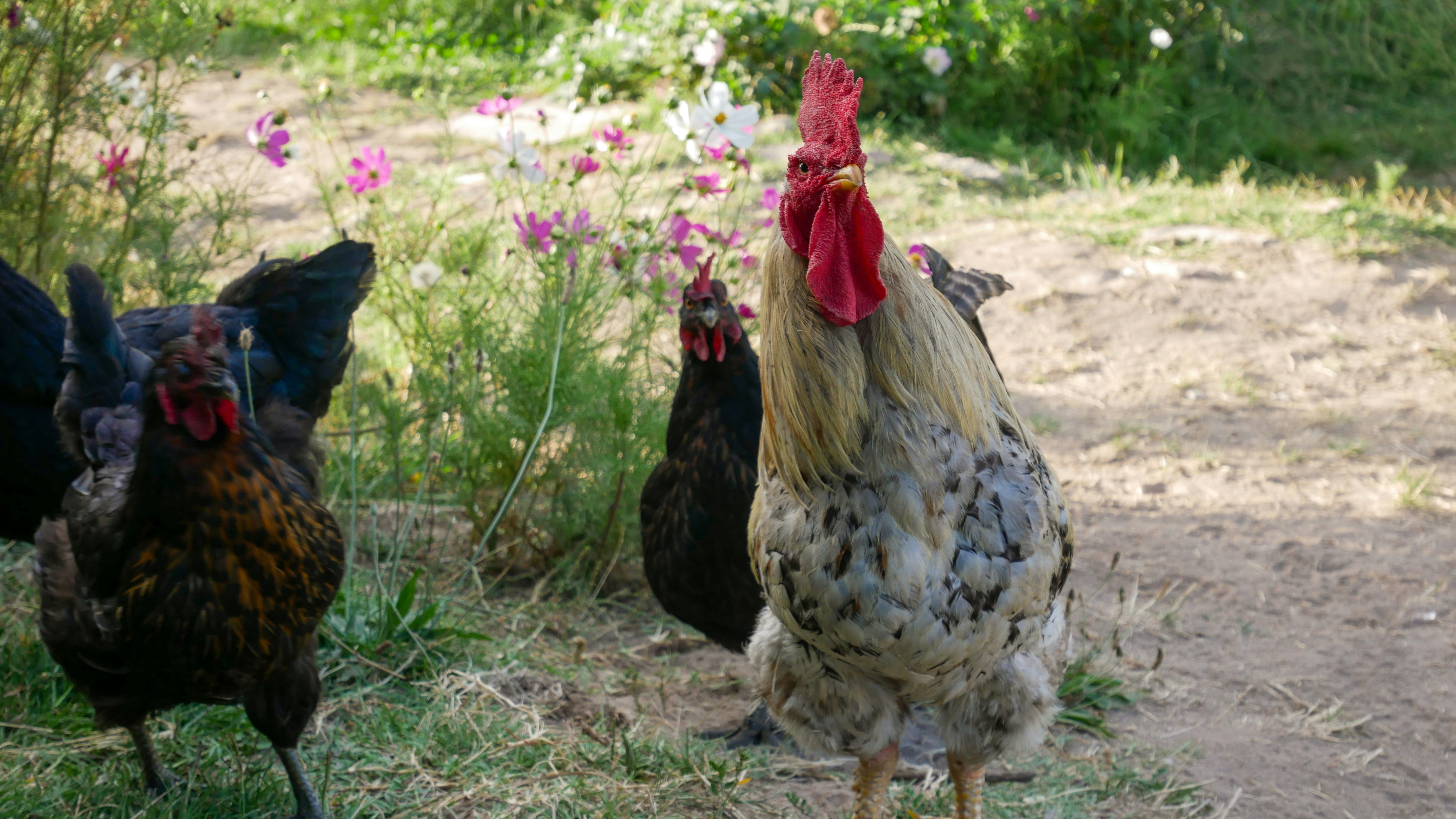 Sunlit Stand: The Cream Rooster Commands a Free-Range Flock