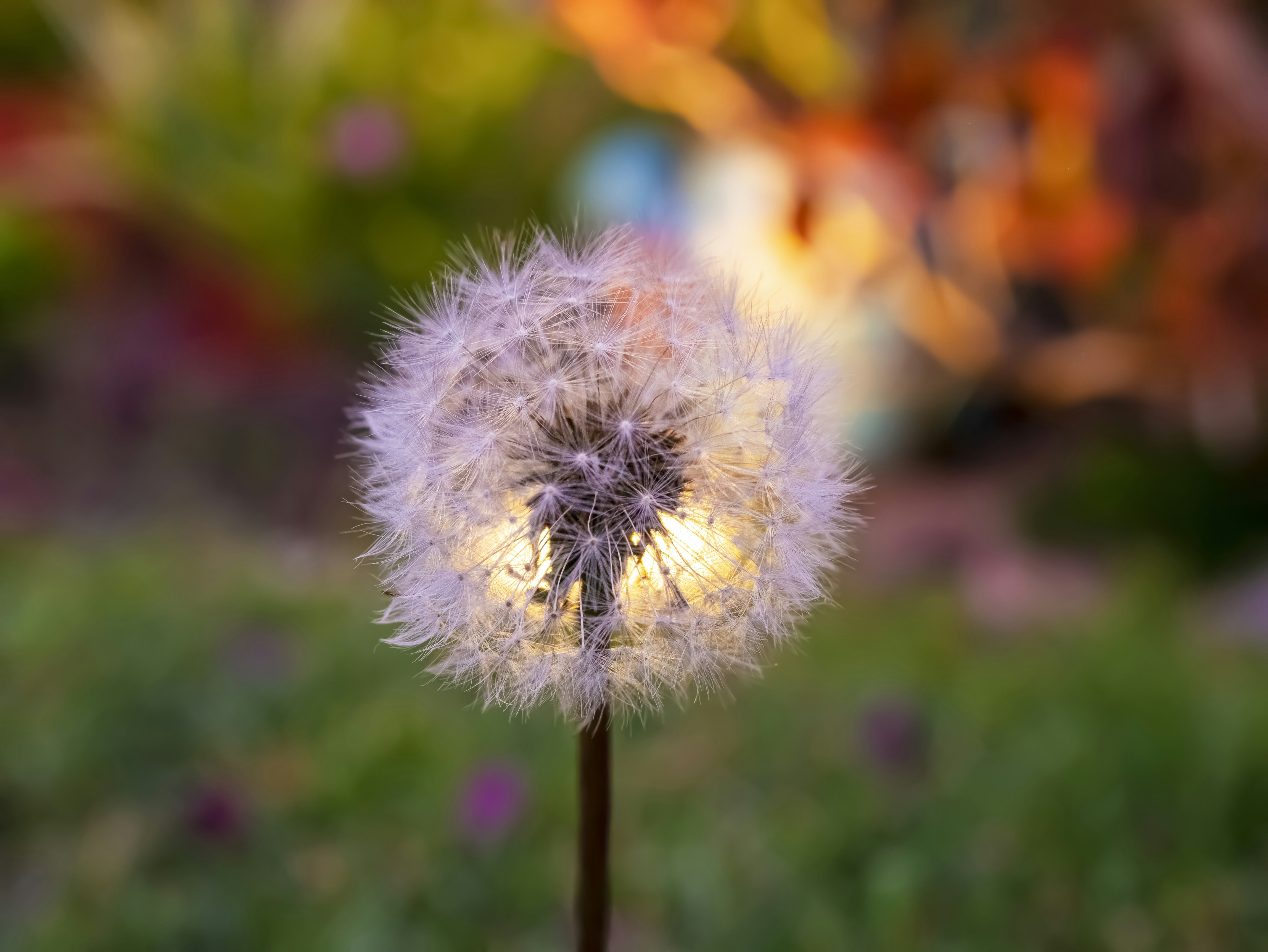 Backlit Dandelion Lantern in a Garden of Sunset Hues