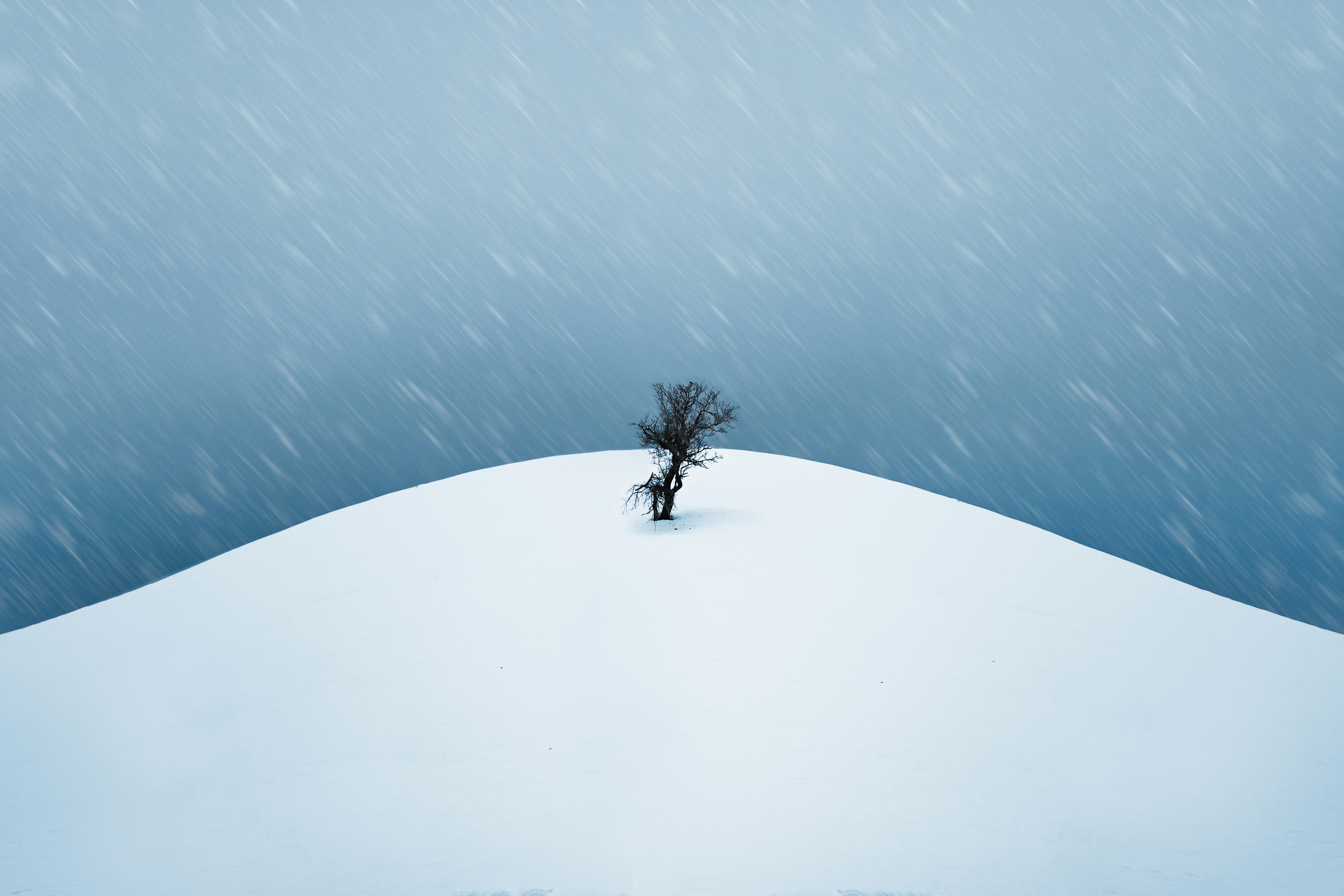 Photograph of a lone tree on a snow-covered crest with drifting snow against a blue-gray sky.