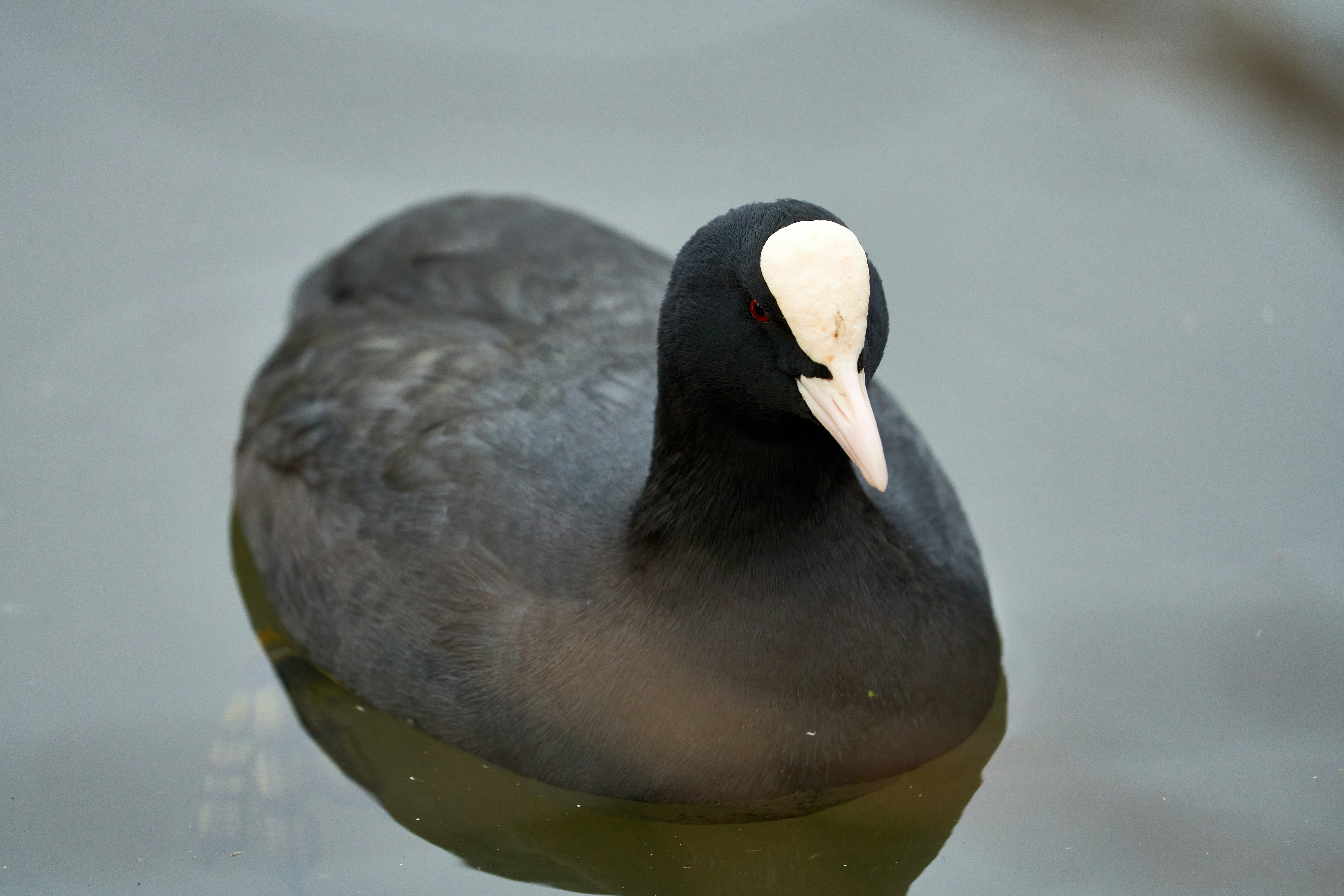 A Close Look at the Black-Headed Waterfowl: Portrait on Calm Glassy Surface