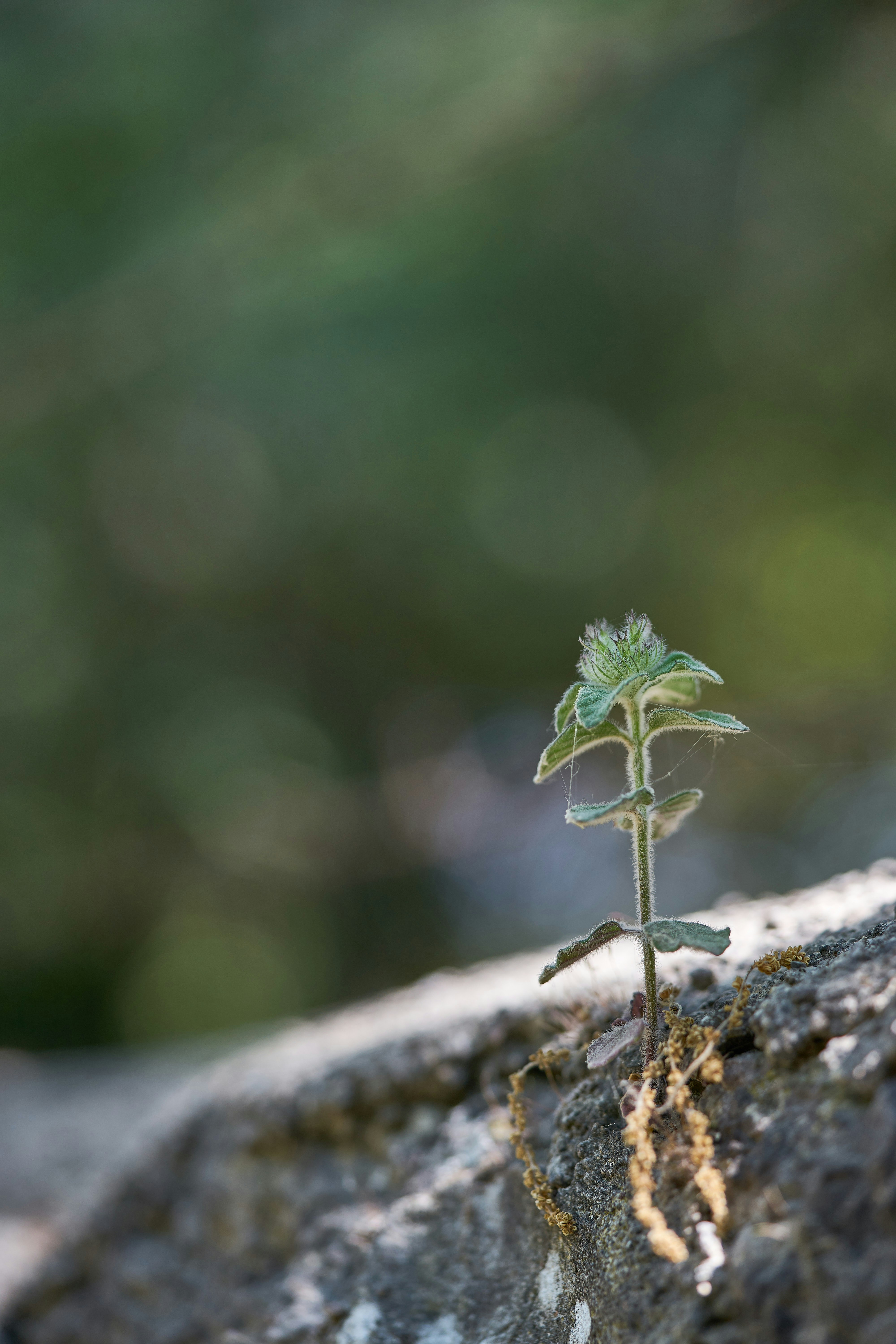 A small plant sprouts from a crack in a rock photo – Free Flower Image ...