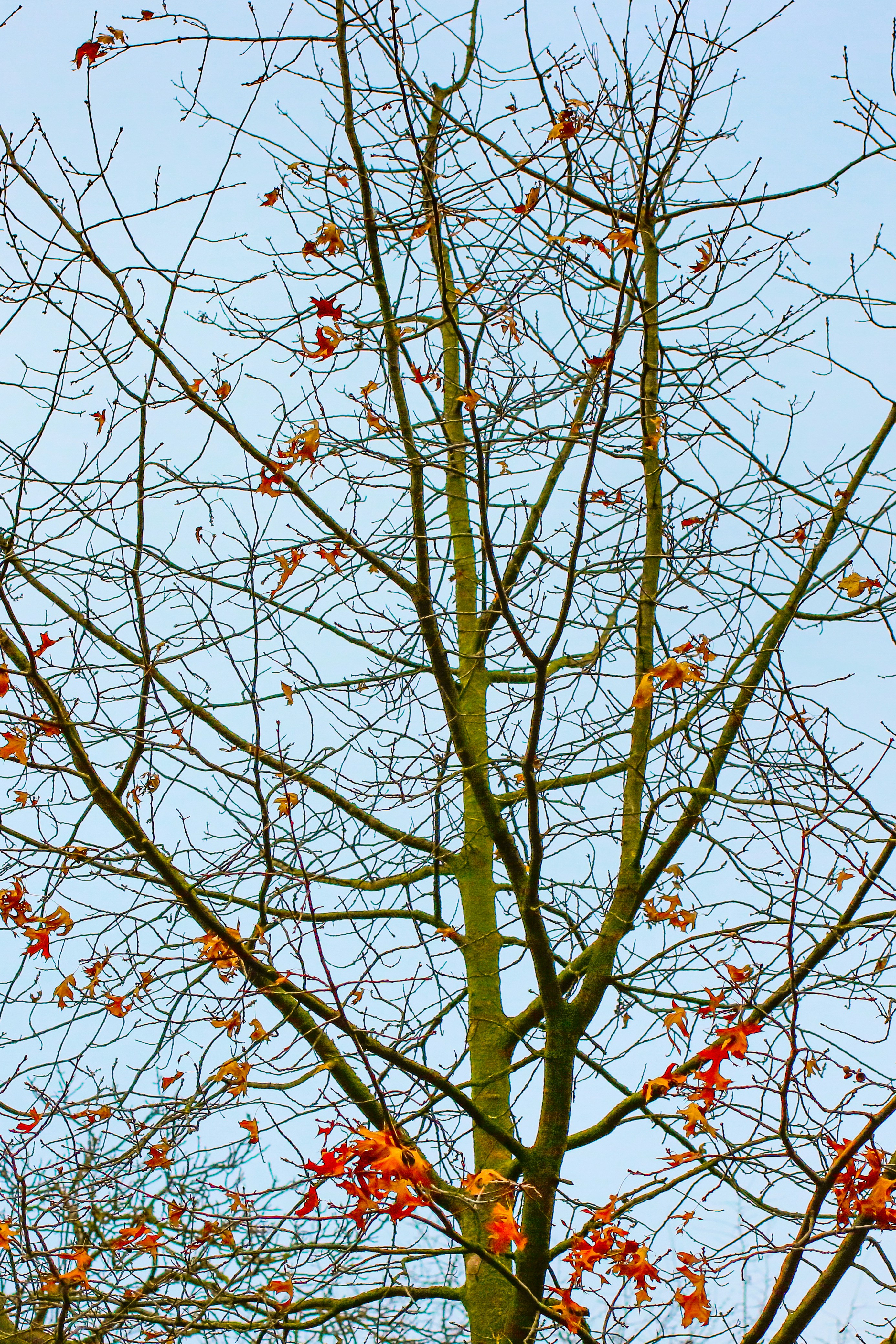 Winter Branch Lattice: A Quiet Tree Against a Pale Sky