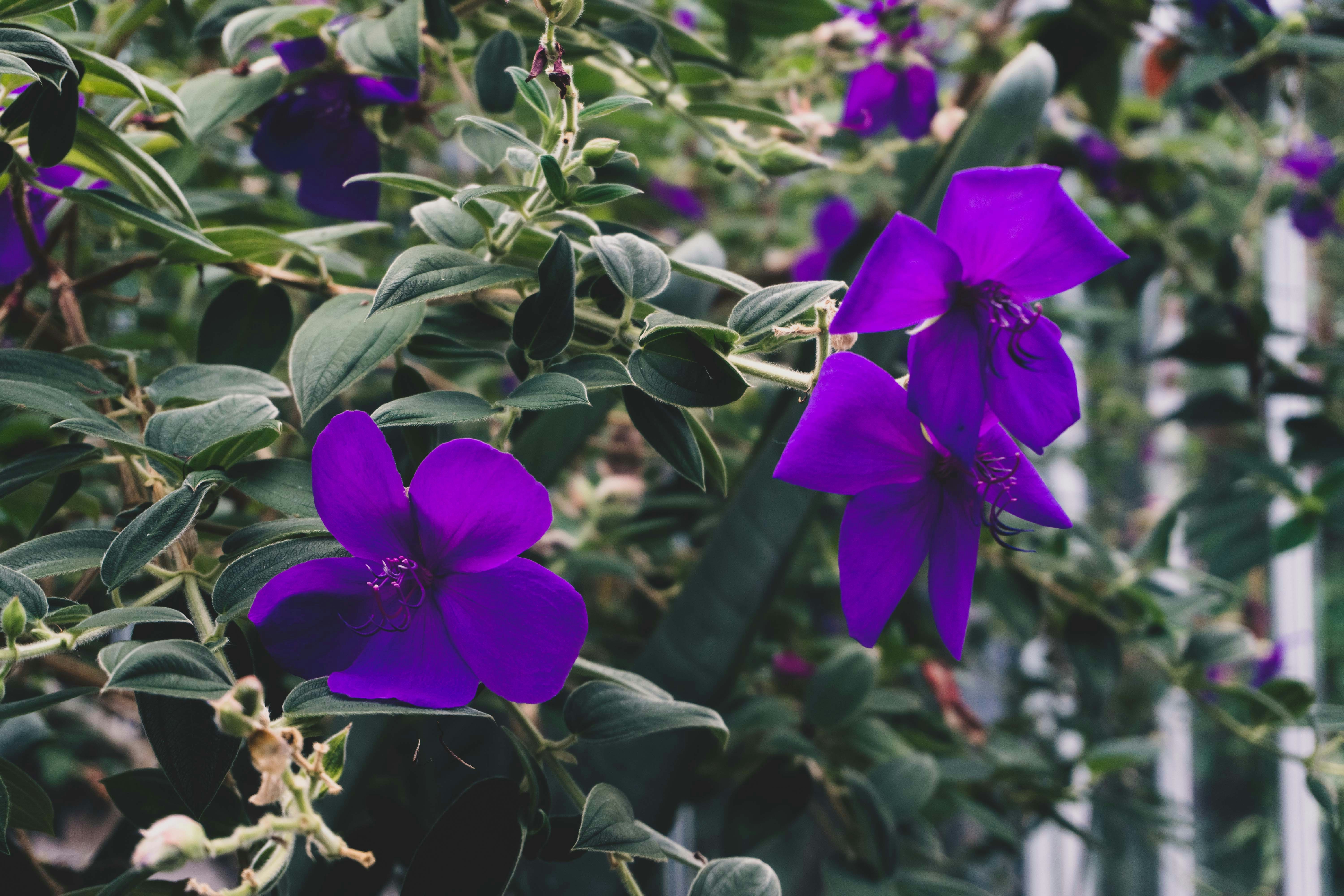 Purple Jasmine Flower