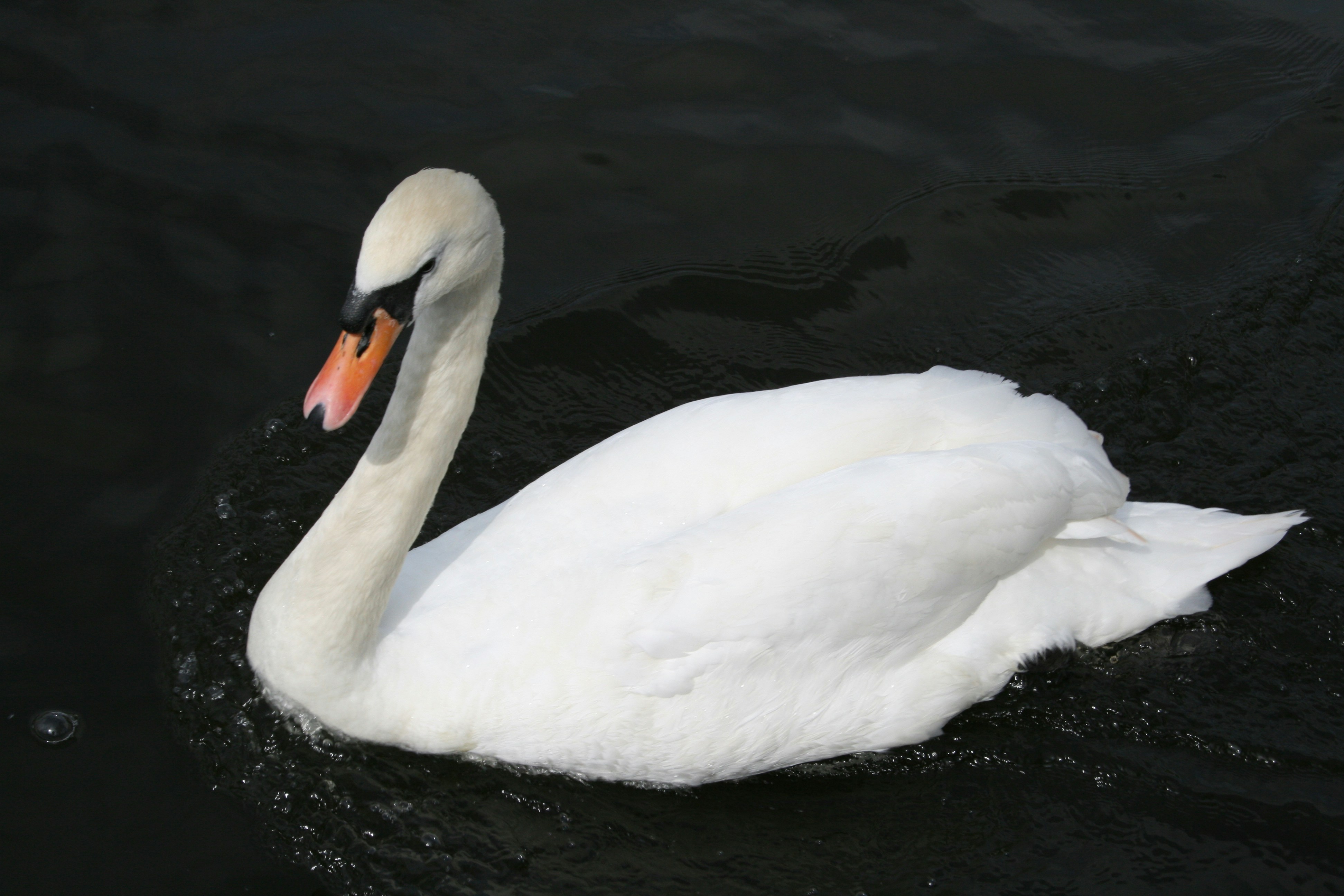 A graceful swan gliding across dark waters, showcasing its pristine white feathers and striking orange beak.