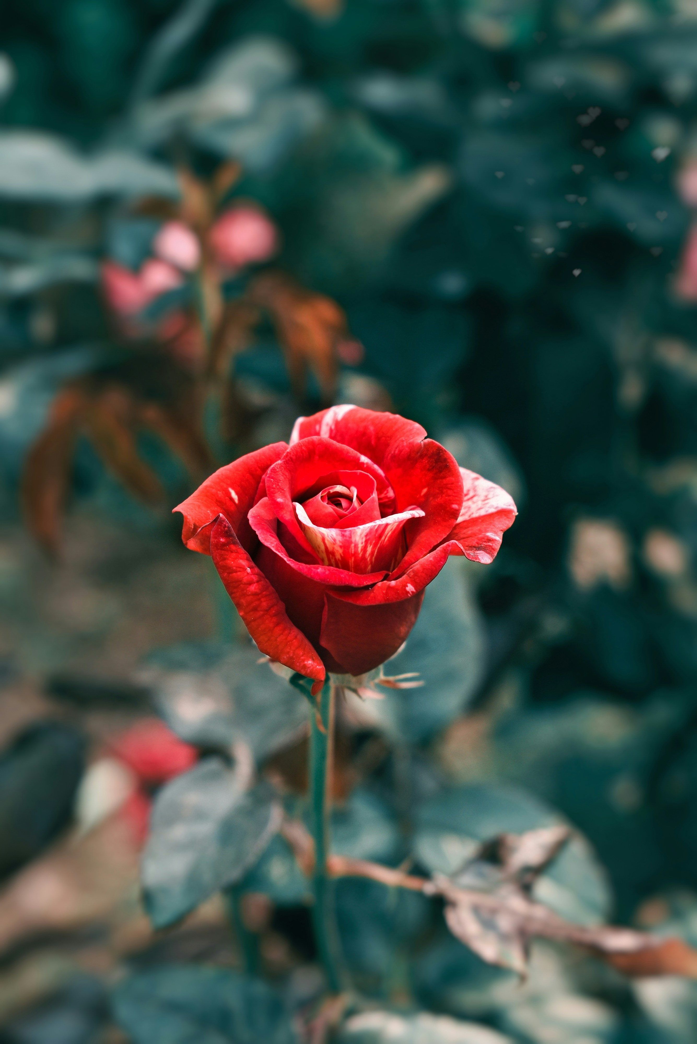 Une seule rose rouge au milieu d’un jardin photo – Image gratuite de ...
