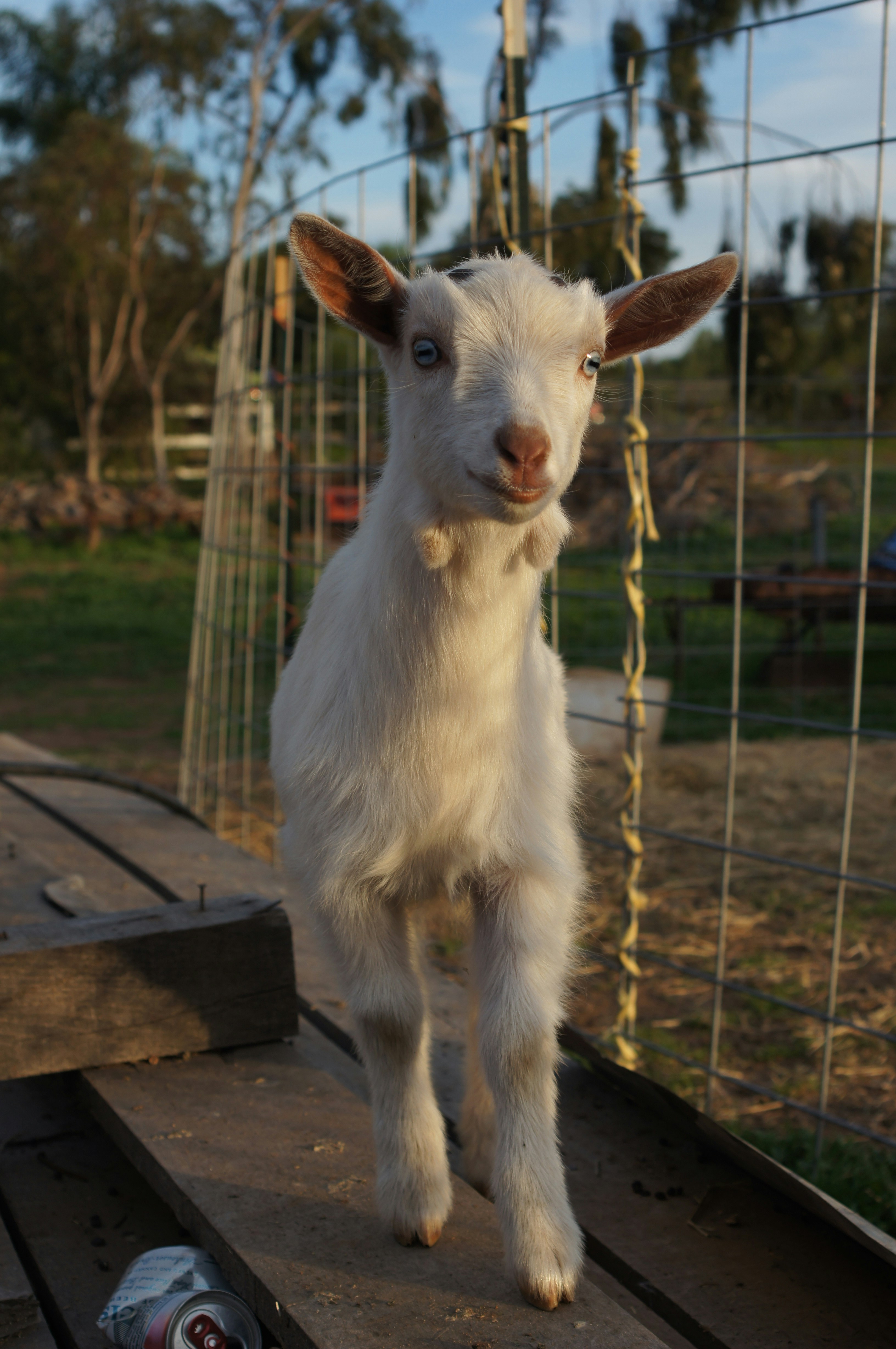 Young goat standing on wooden platform with a playful expression, framed by a wire fence and lush greenery in the background.