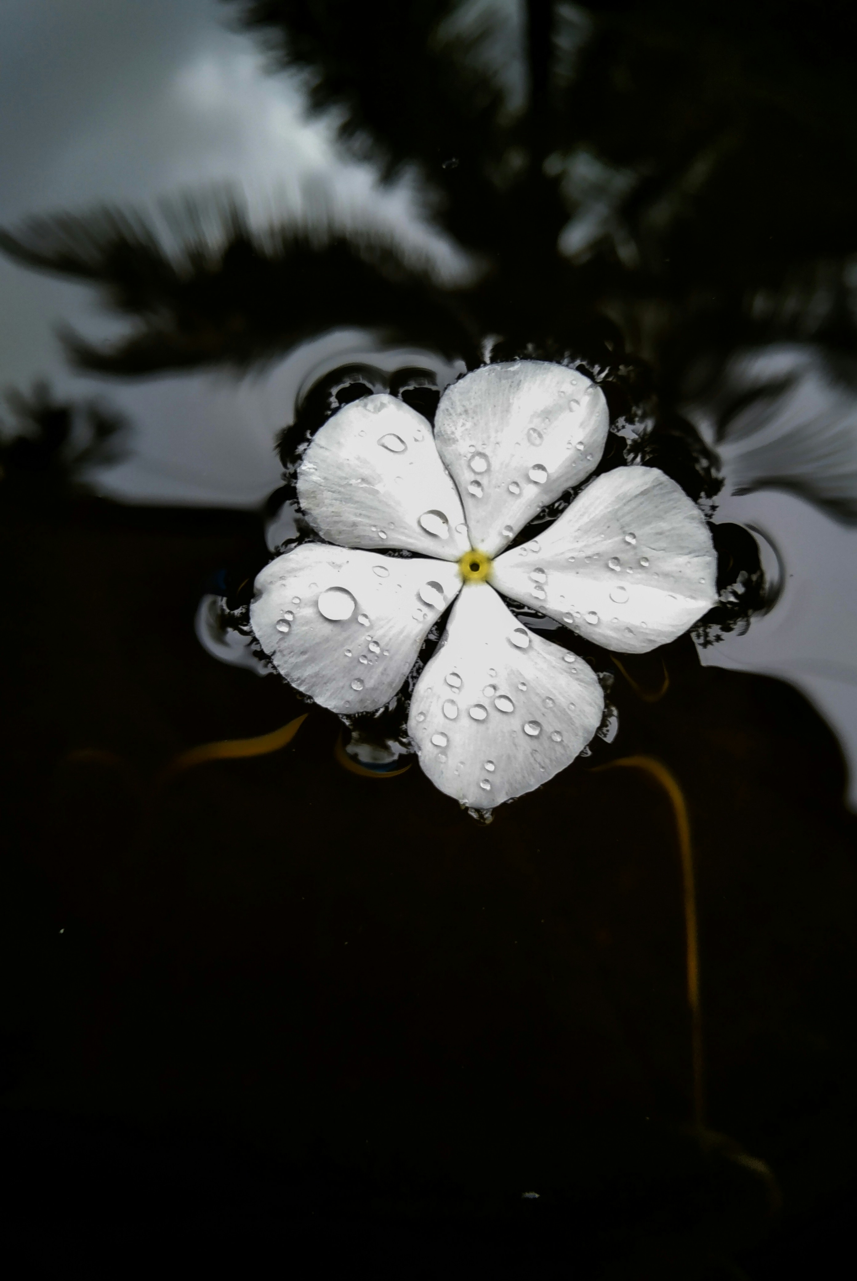 Close-up photograph of a white five-petaled flower with water droplets on a dark, reflective surface.