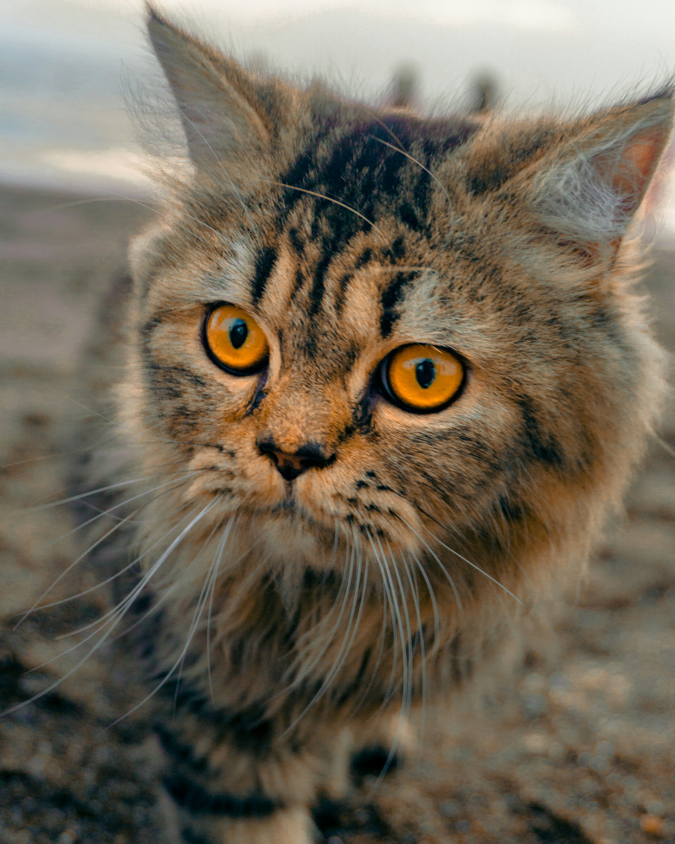 A close up of a cat on a beach photo – Free Cat Image on Unsplash