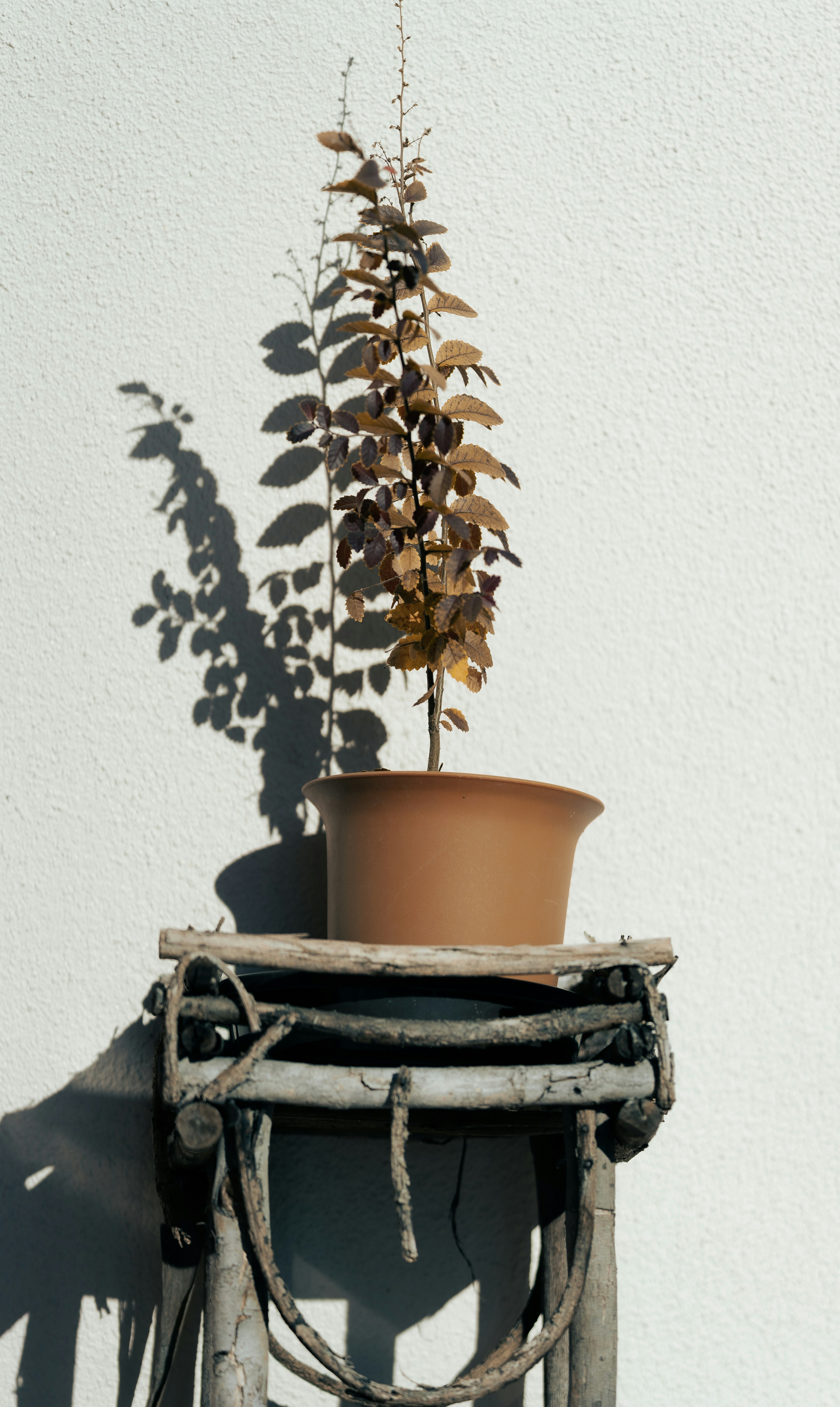 a potted plant sitting on top of a wooden stand