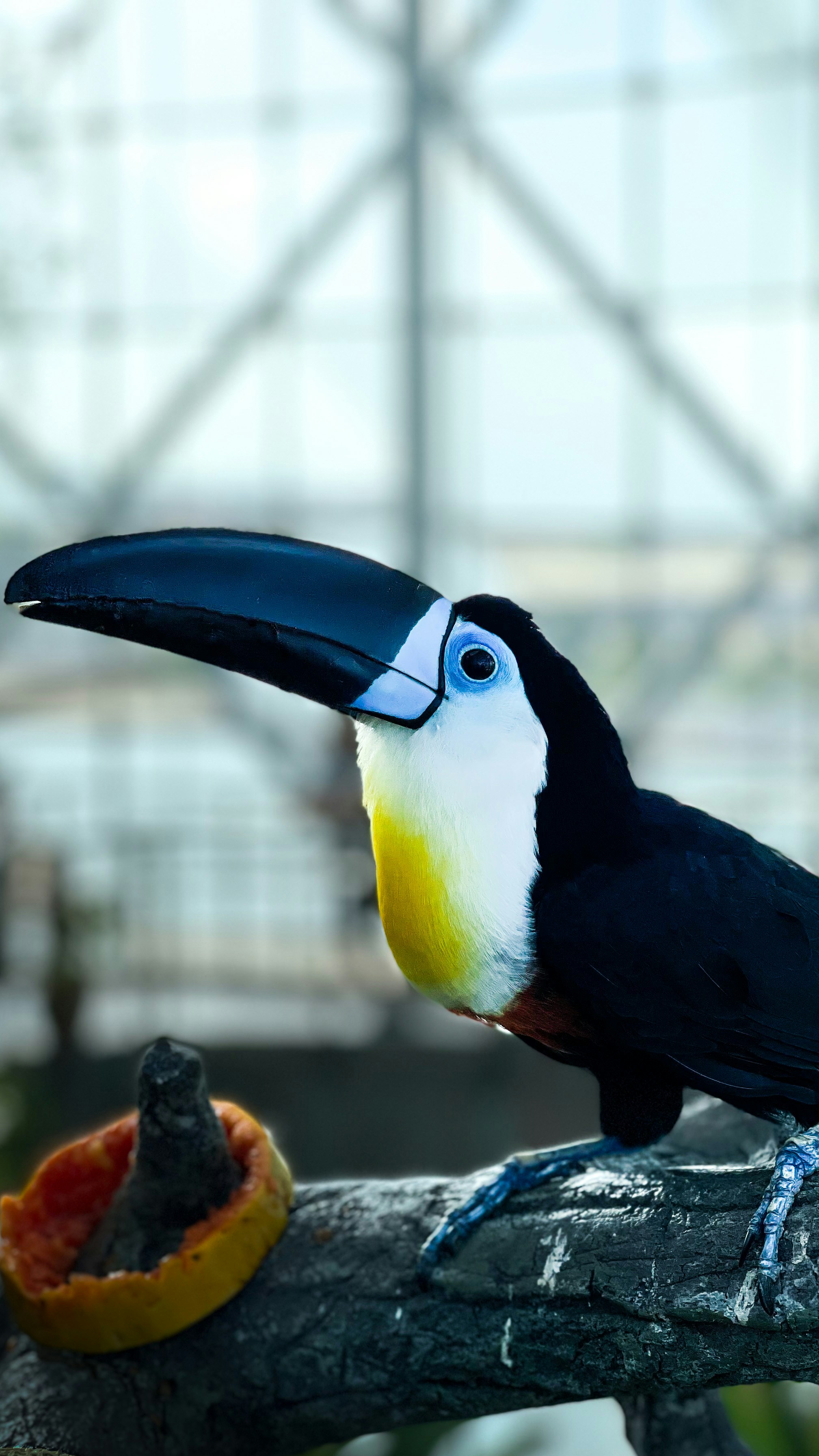 Toucan perched on a branch, showcasing its vibrant beak and striking plumage against a blurred background. A slice of fruit rests nearby.