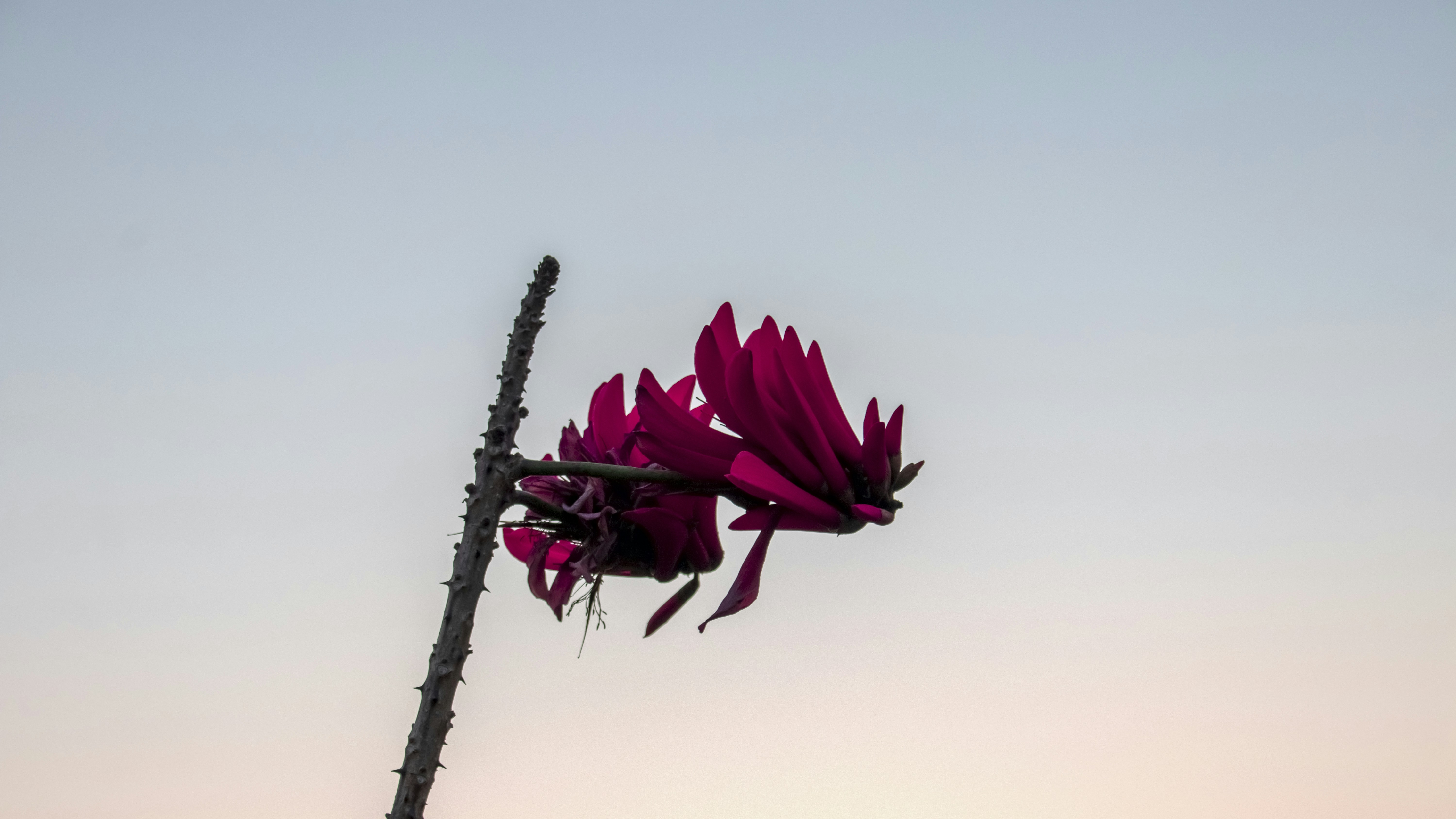 Crimson Bloom on a Quiet Sky: A Minimalist Cactus Flower Portrait