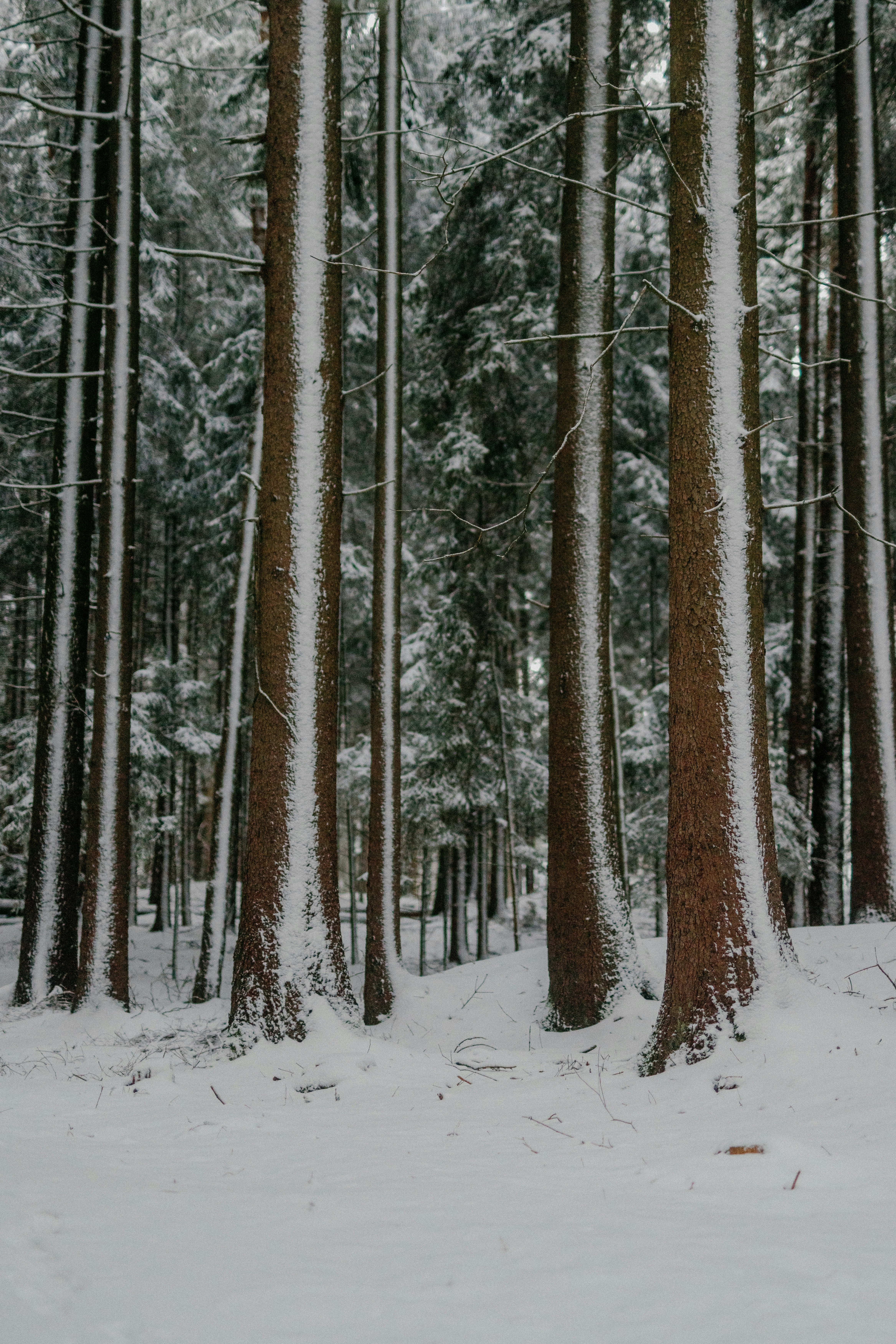 Tall, snow-dusted trees stand in a serene winter forest.