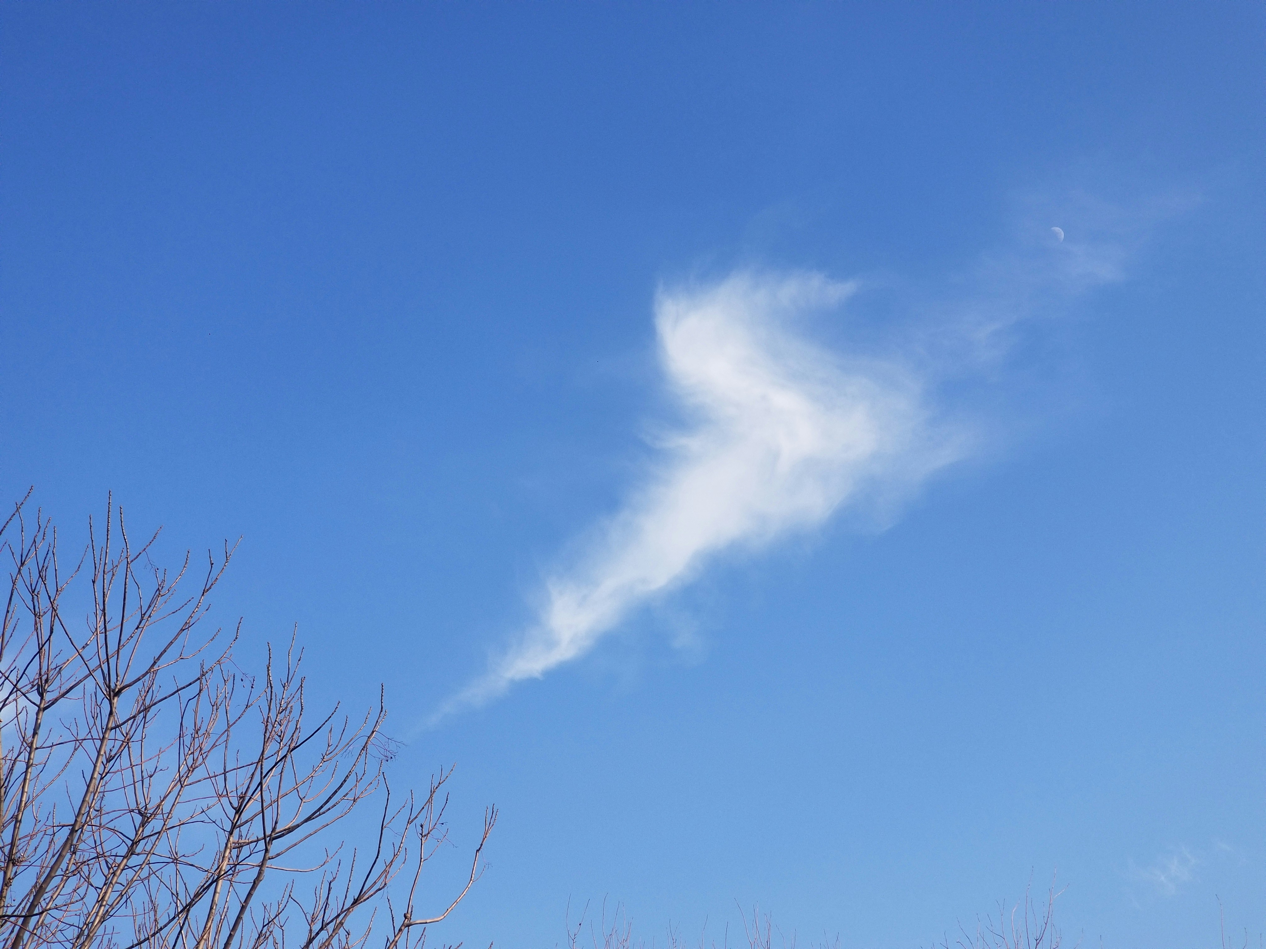A wispy cloud trails across a bright blue sky, framed by bare tree branches below. The subtle presence of the moon adds a touch of serenity.