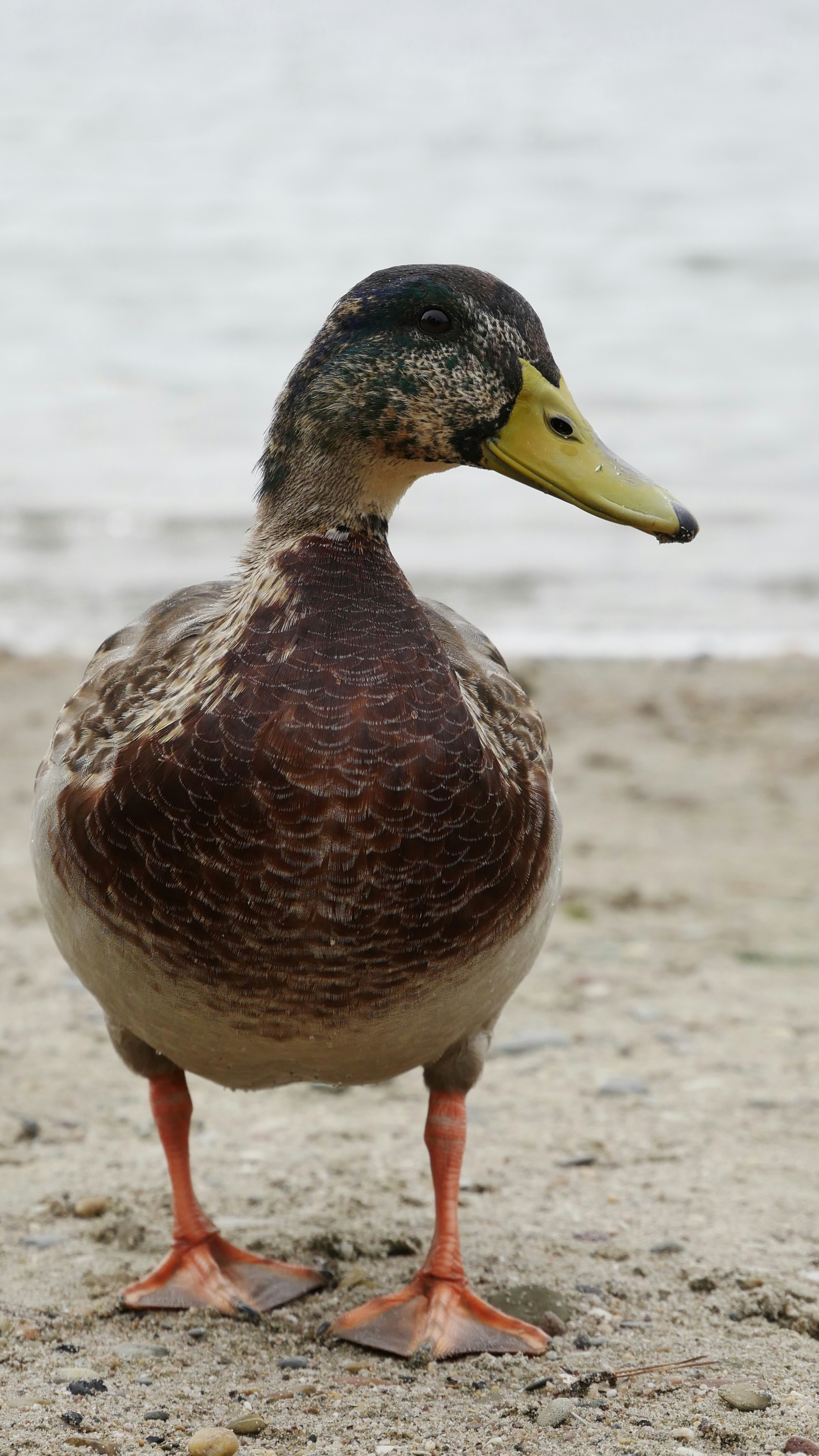 Mallard duck standing on the shore, gazing curiously at the surroundings. The soft, blurred background highlights the duck's intricate feather patterns.