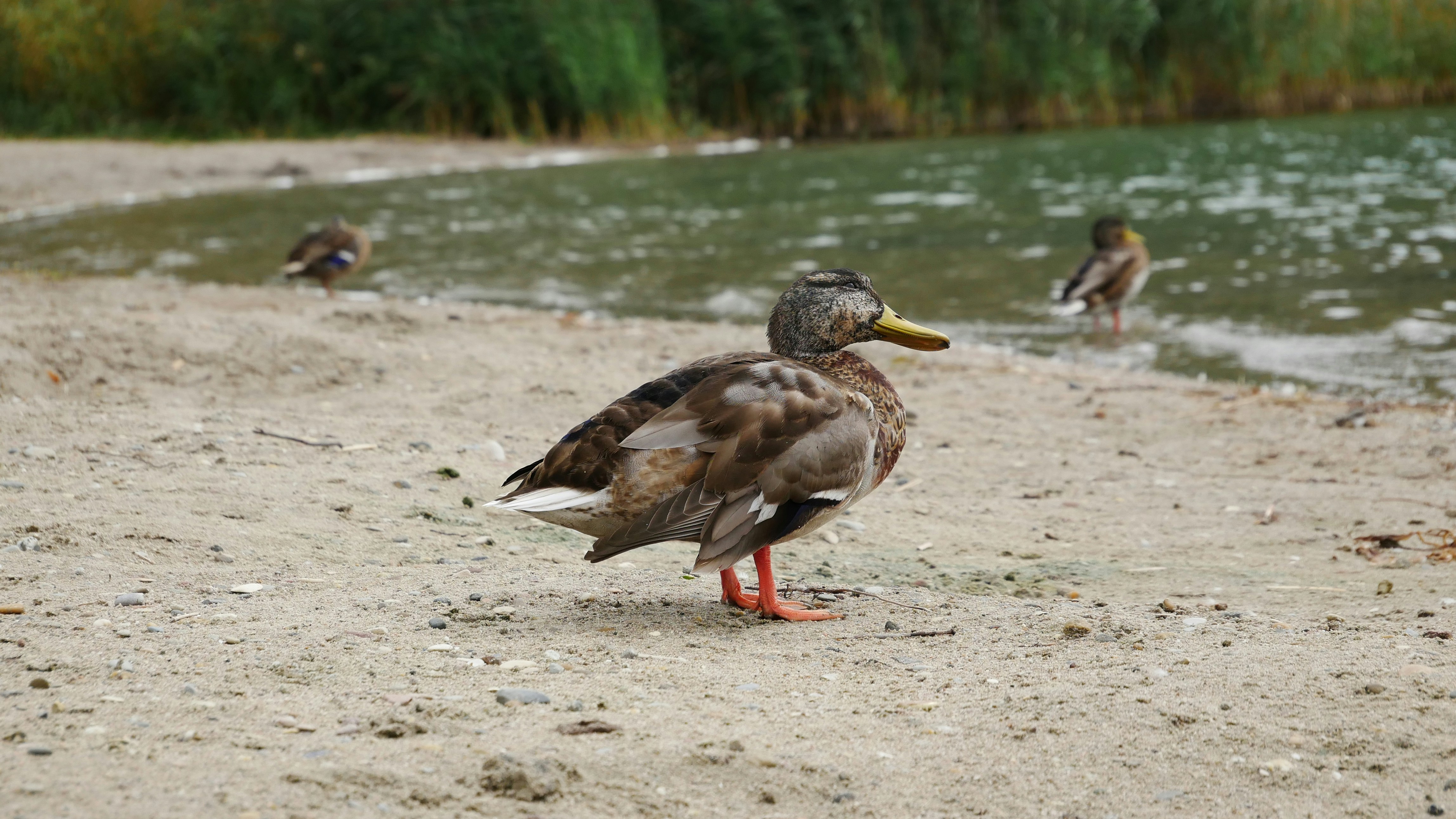A mallard duck stands on the sandy bank of a tranquil lake, with other ducks visible in the background. The scene captures a peaceful interaction with nature.