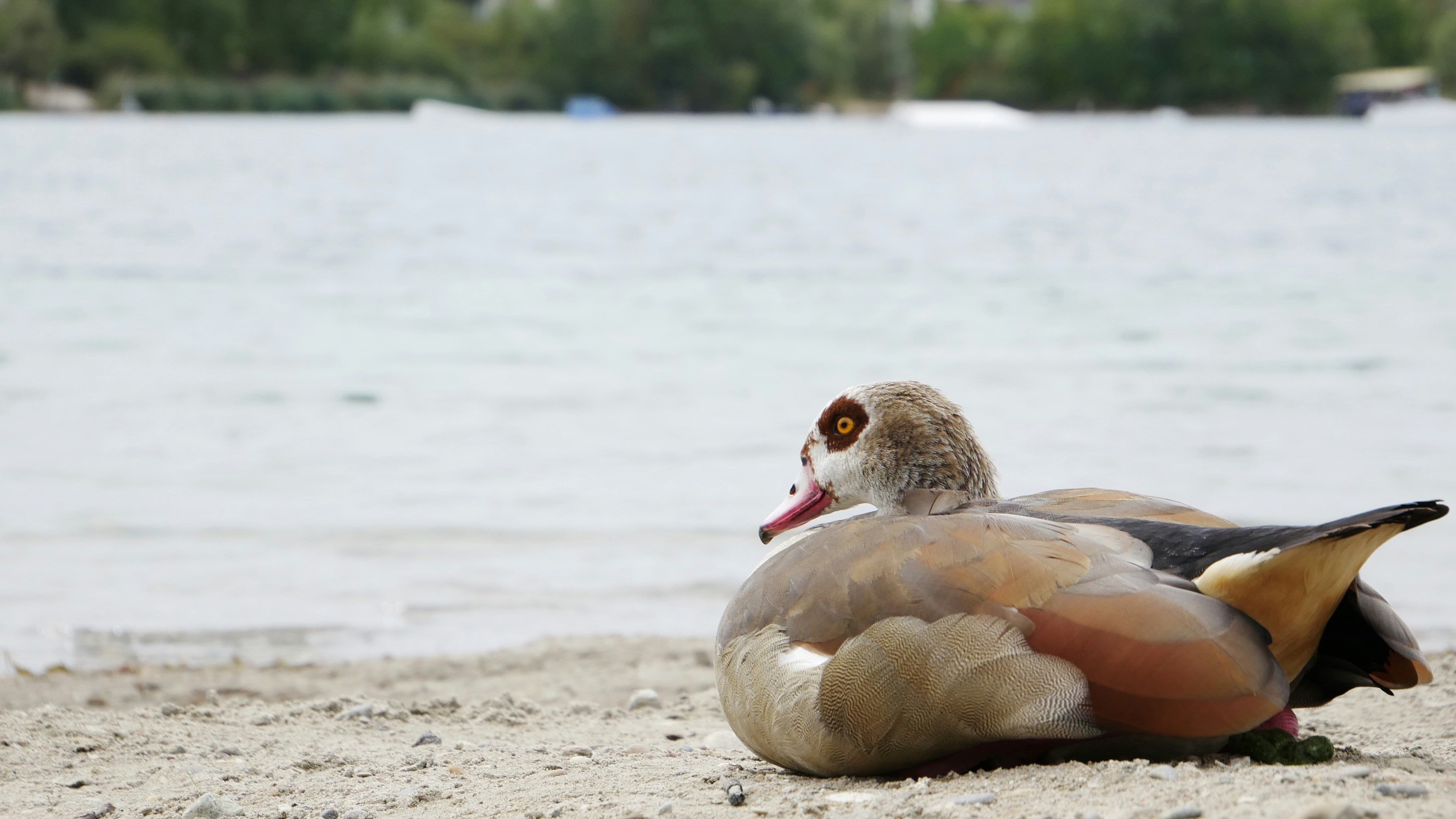 Duck resting on a sandy shore with a calm lake and green trees in the background.