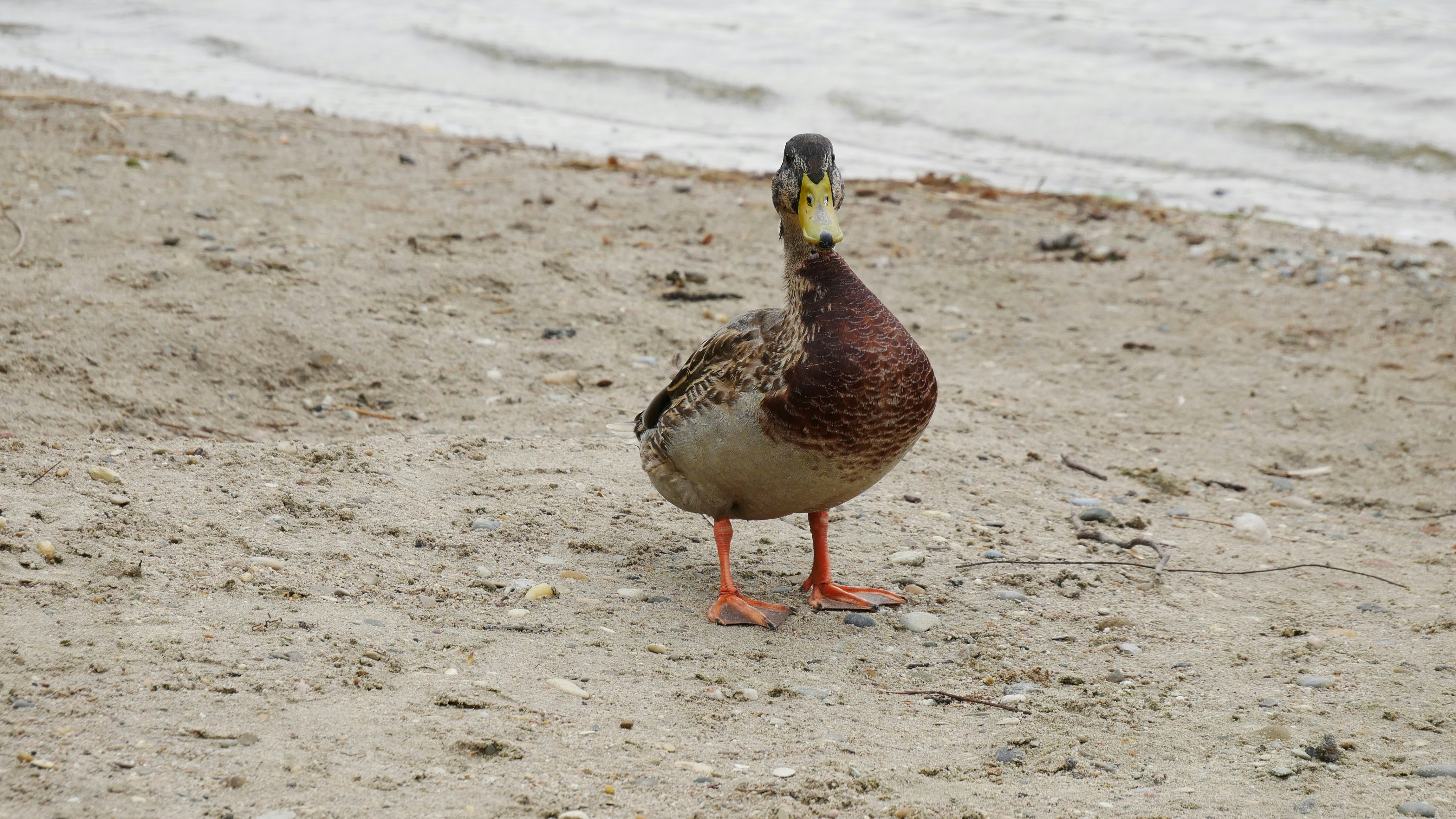 Um pato em pé em uma praia ao lado do oceano foto – Imagem grátis sobre ...
