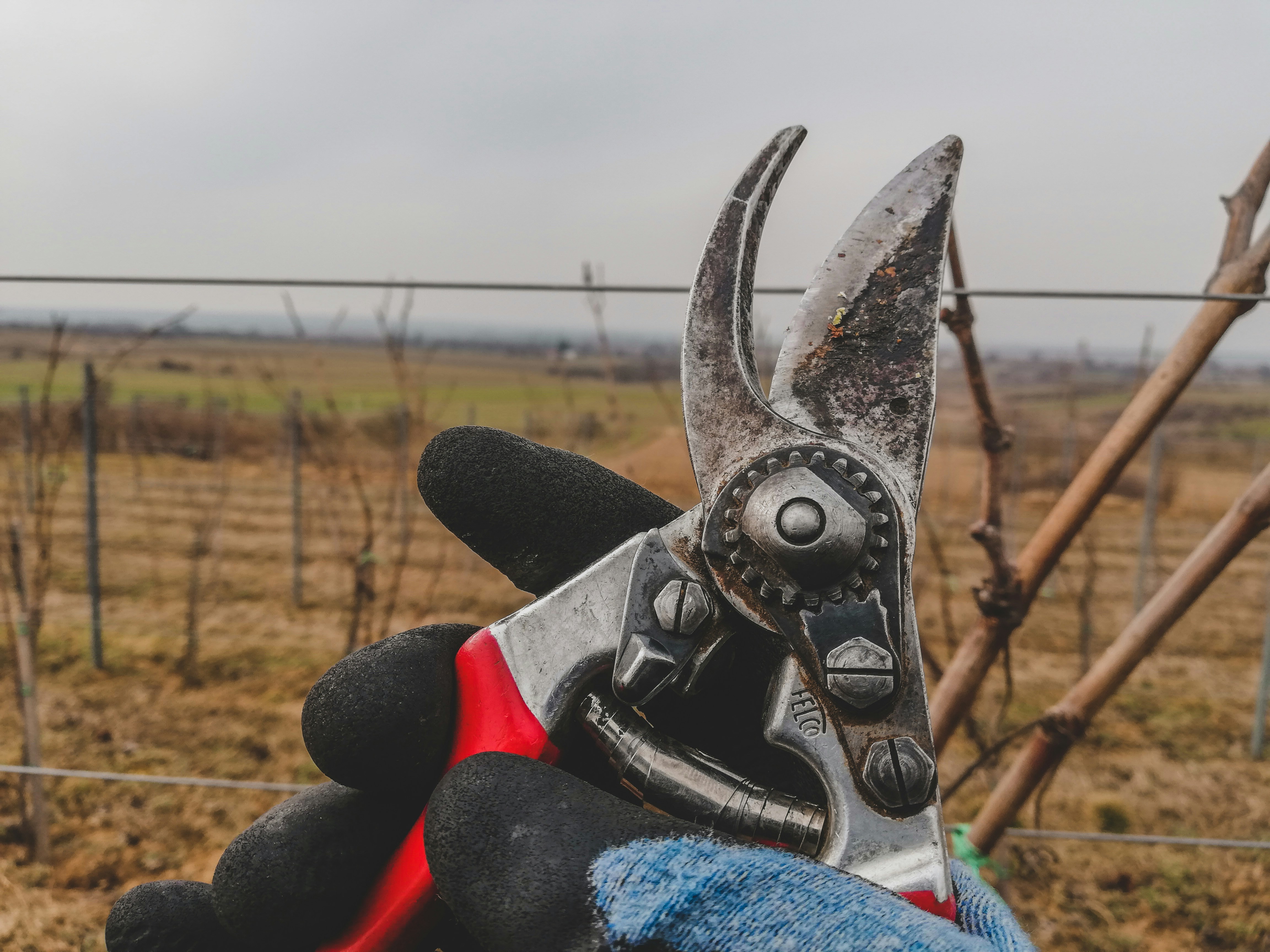 Red-Gripped Pruning Shears in a Vineyard Moment