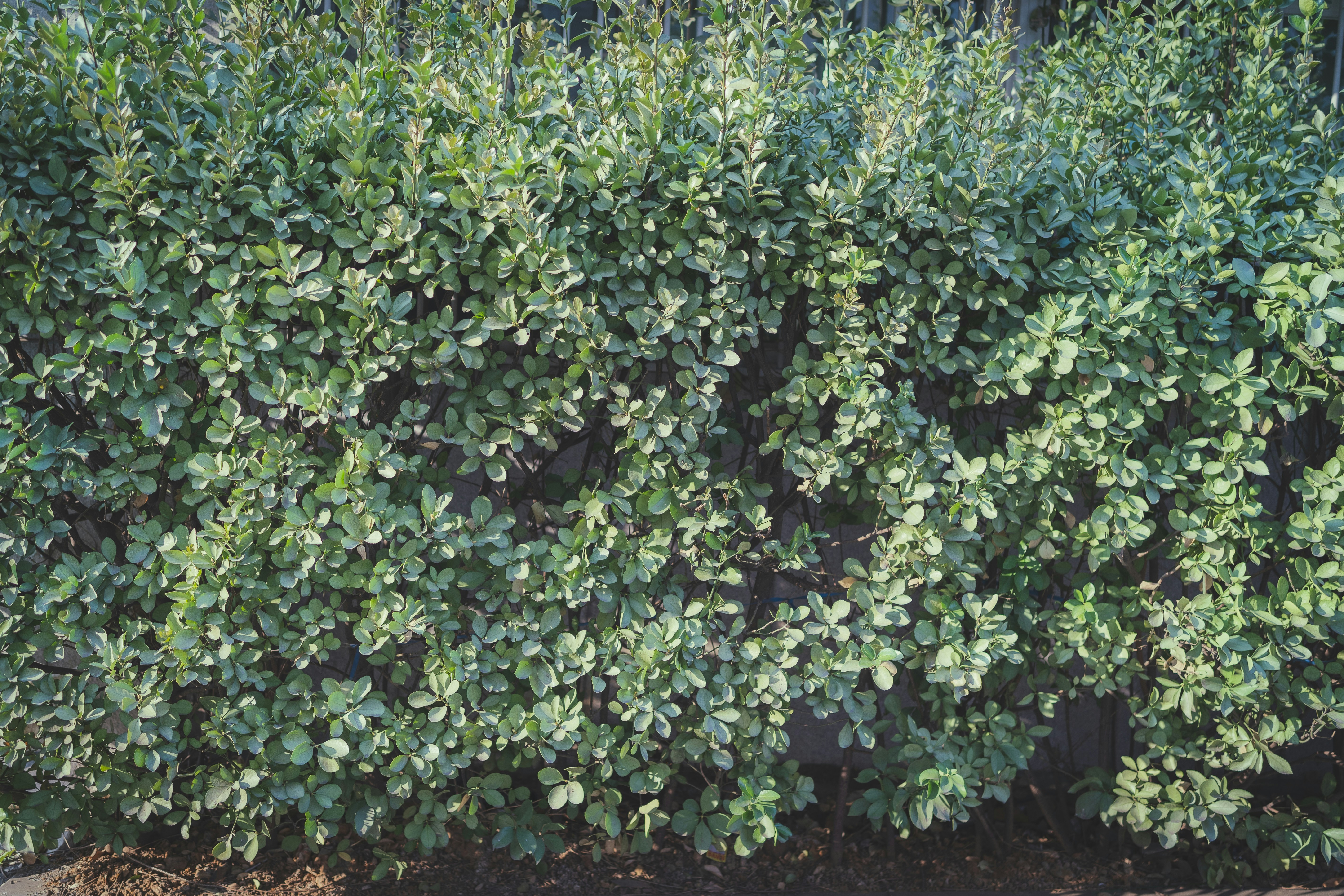 Dense foliage of a well-maintained hedge, showcasing a variety of green leaves and natural texture.
