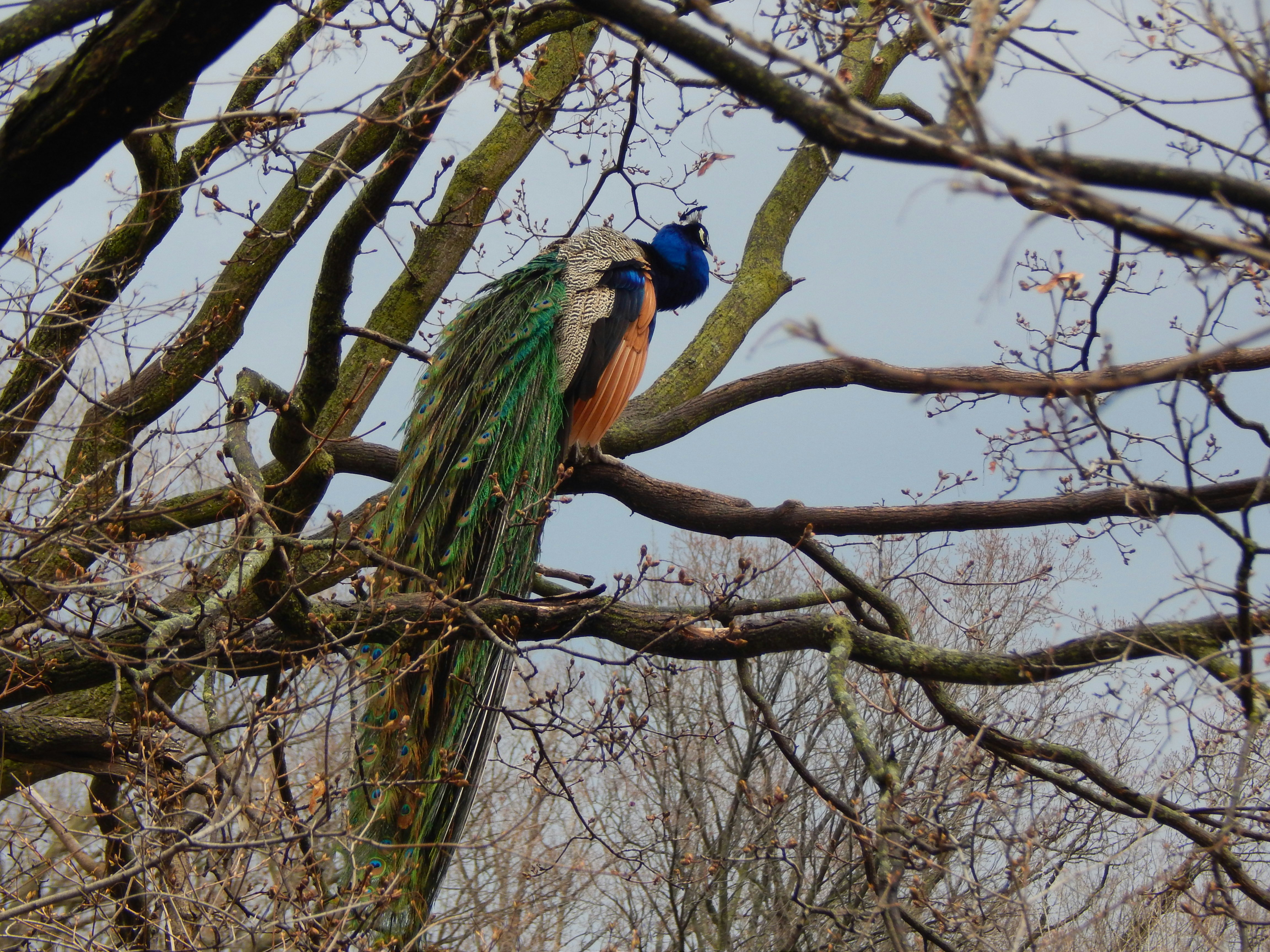 Azure Crown on a Lattice of Bare Branches