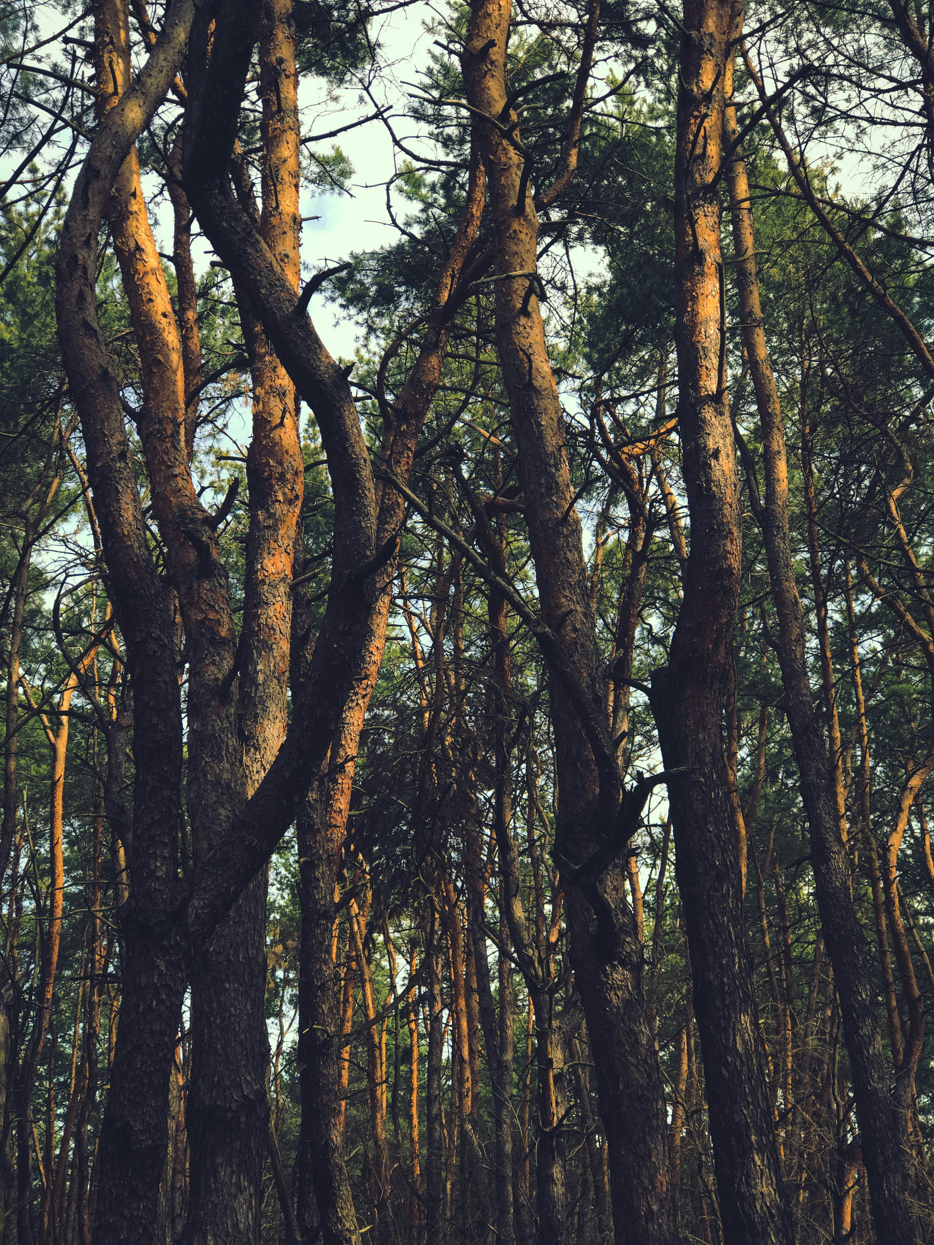 a forest filled with lots of tall trees