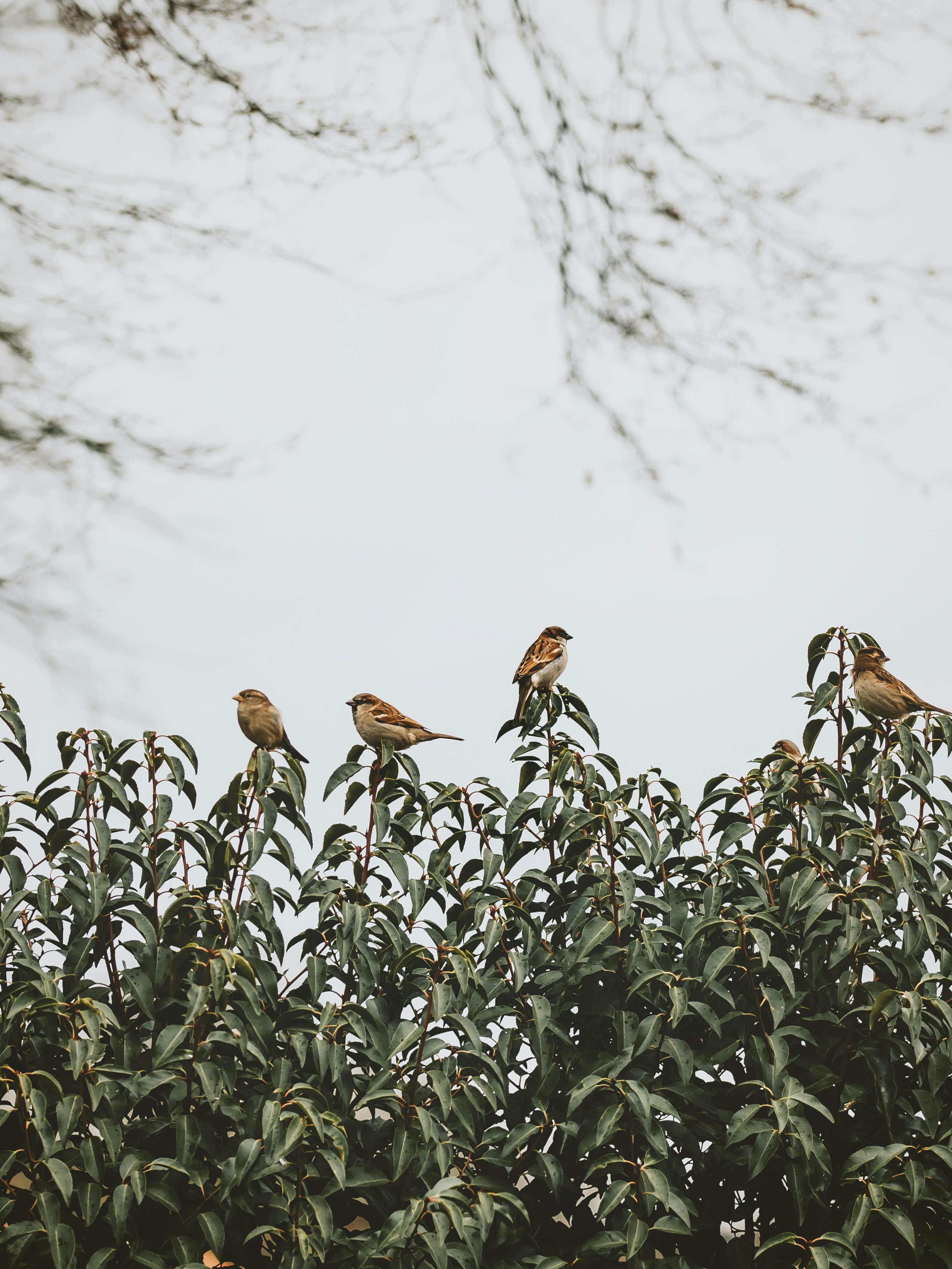 Trio of Sparrows Perched on a Hedge Under a Pale Winter Sky