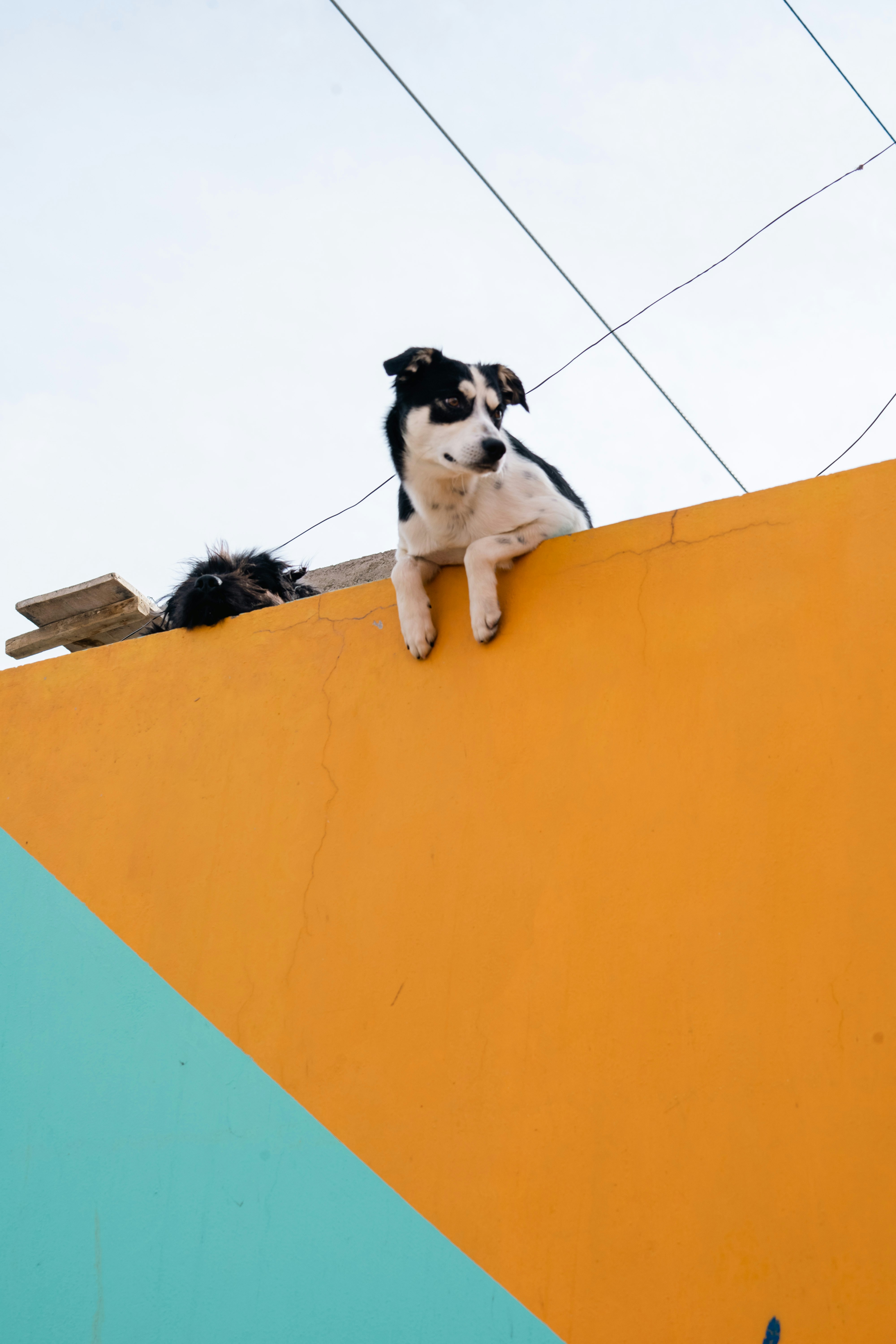 Guard dogs look over their colorful house