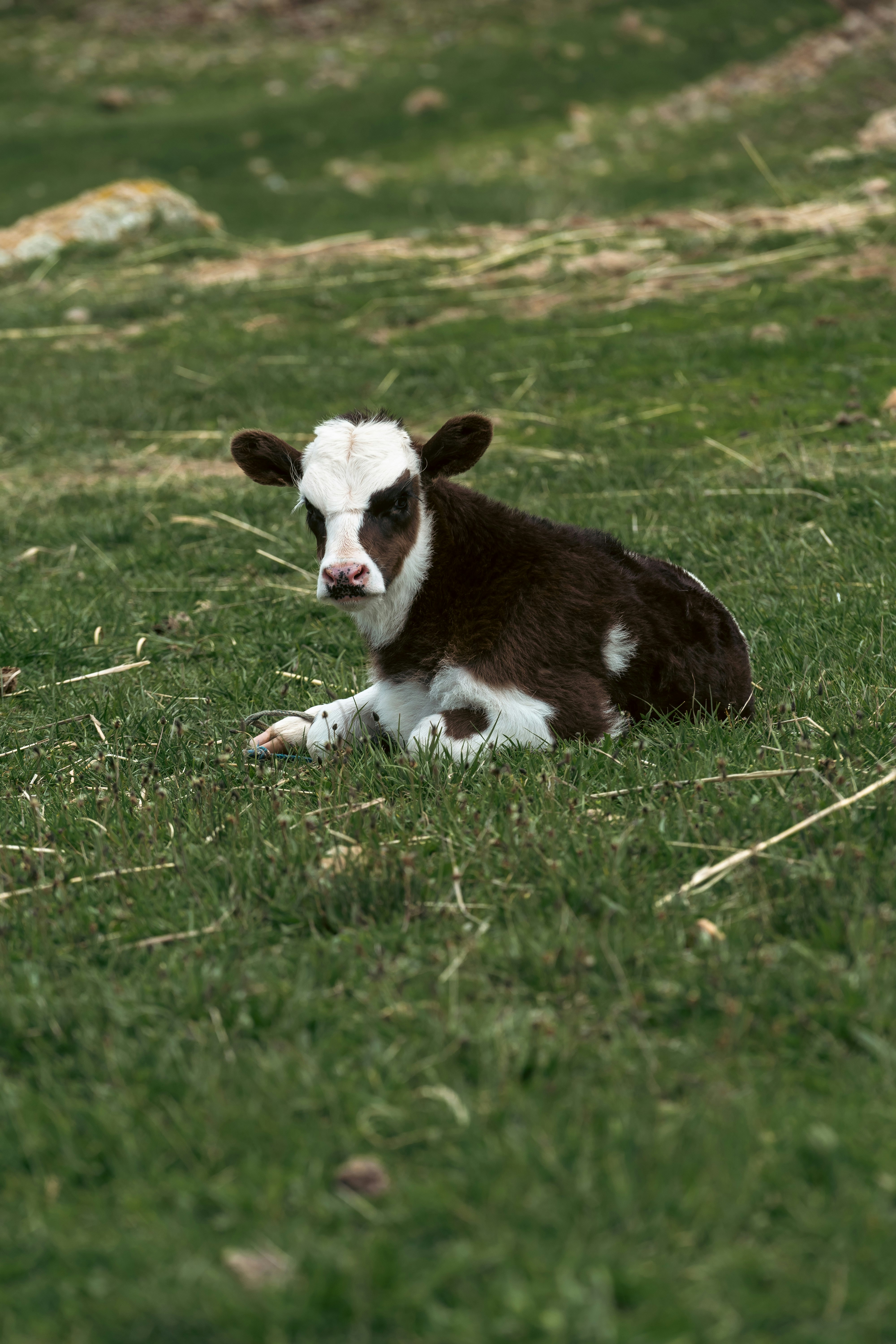 A young calf resting on lush green grass, showcasing its distinctive black and white markings. The tranquil setting highlights the peacefulness of rural life.