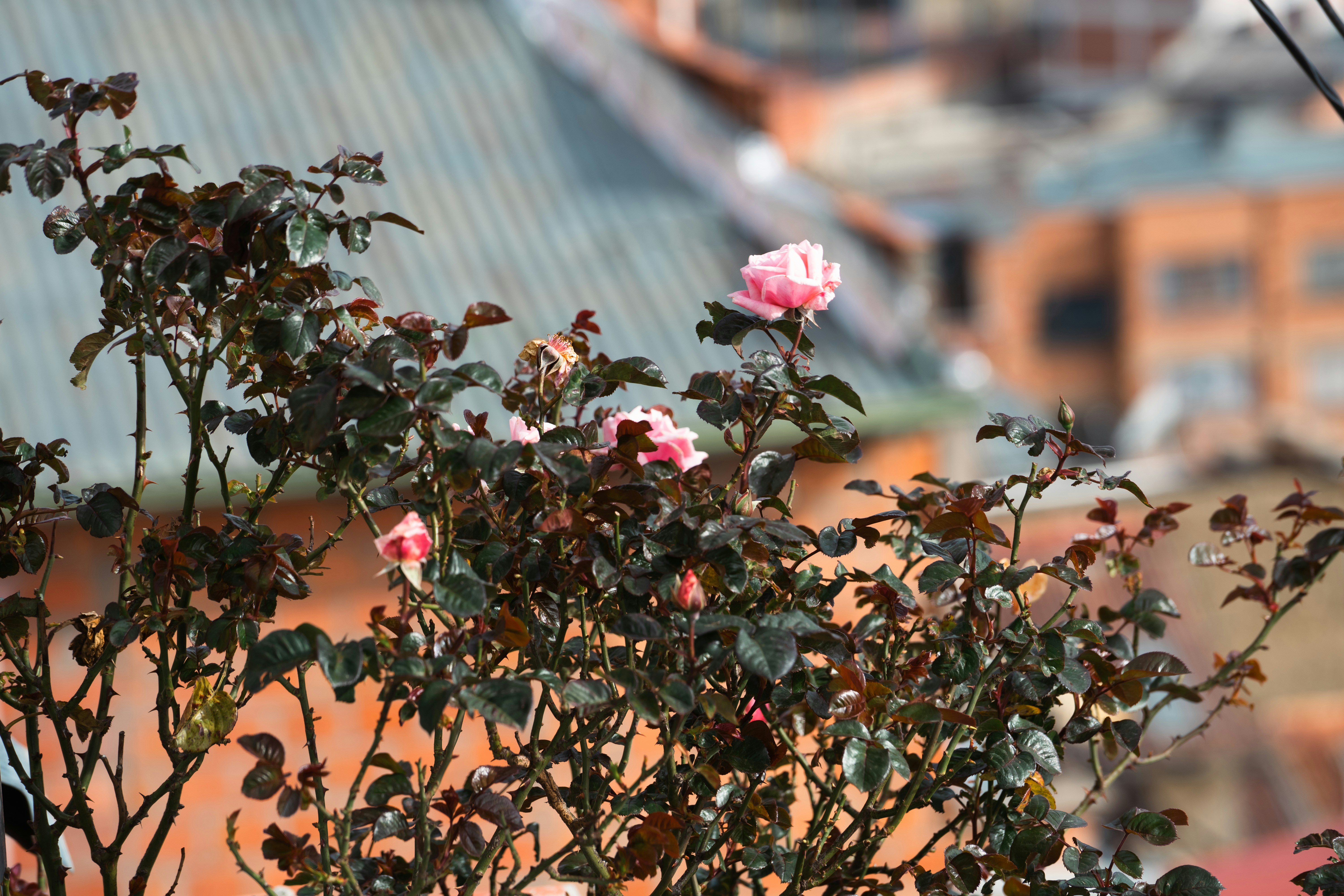 Delicate pink roses bloom amidst a backdrop of urban architecture, showcasing nature's resilience in a bustling environment.