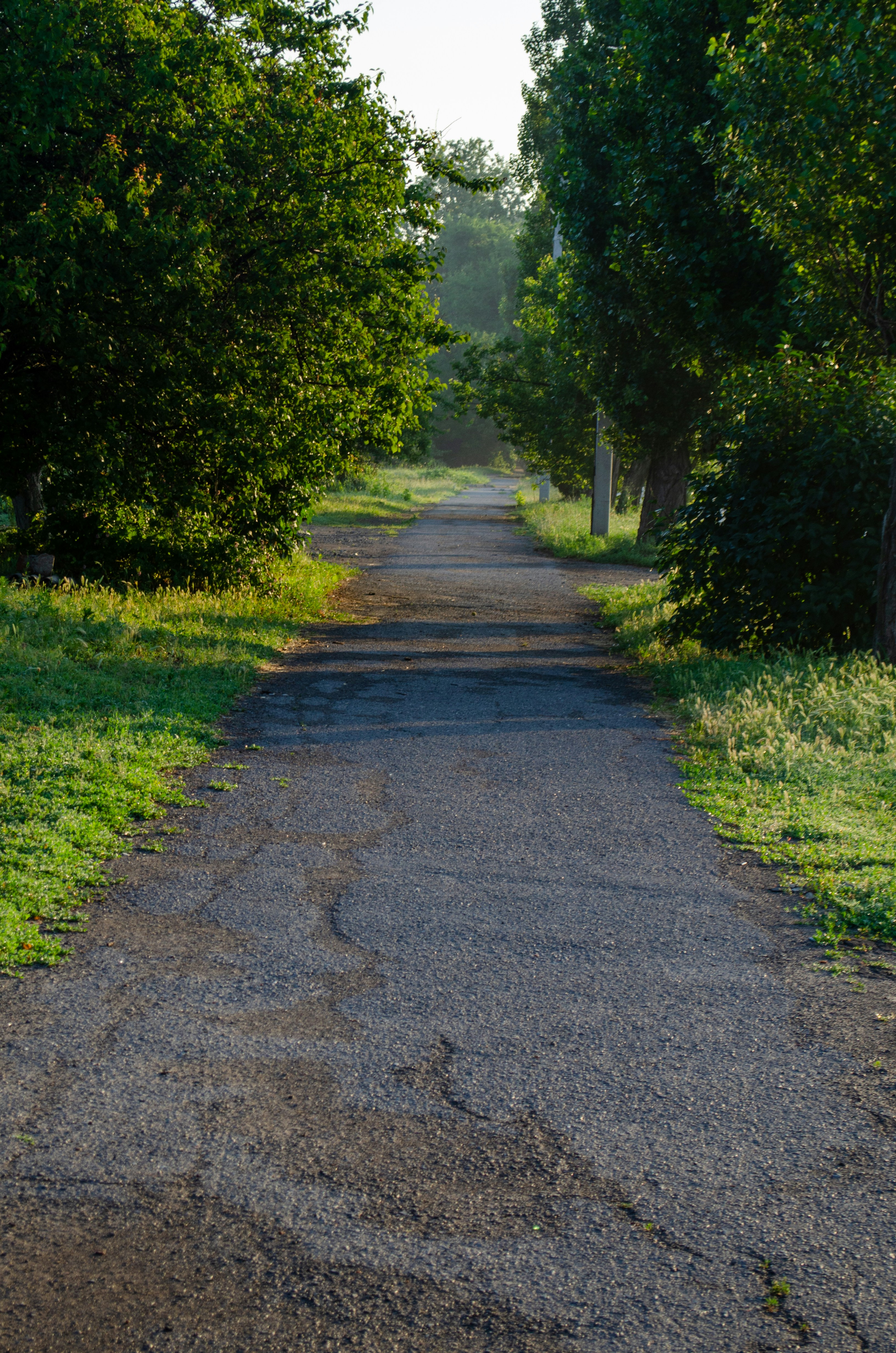 An inviting pathway bordered by lush greenery, leading into a serene landscape. The morning light casts a gentle glow on the scene.