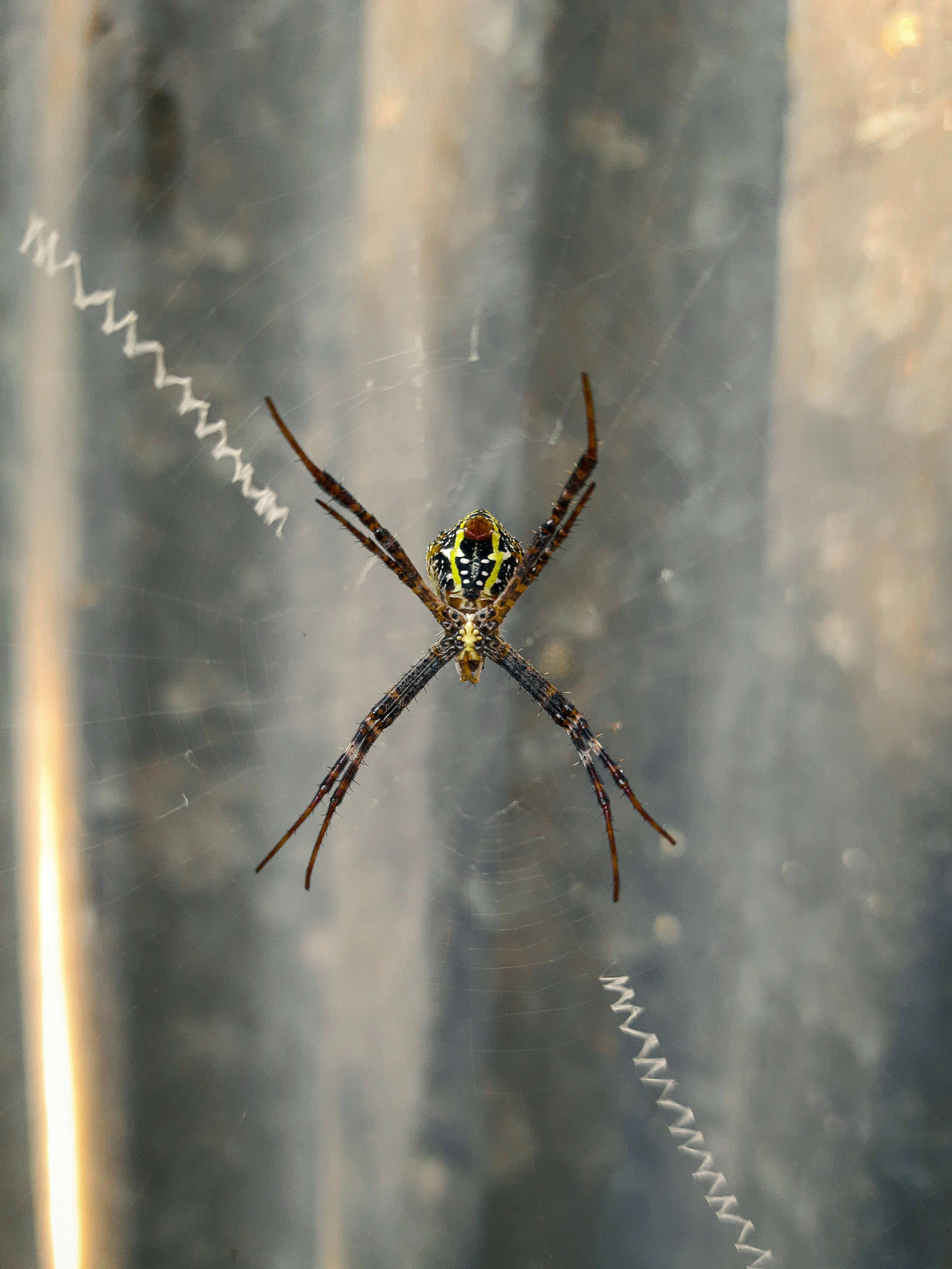 A vibrant spider positioned centrally in its web, showcasing intricate patterns against a blurred background. The spider's striking colors and details are highlighted.