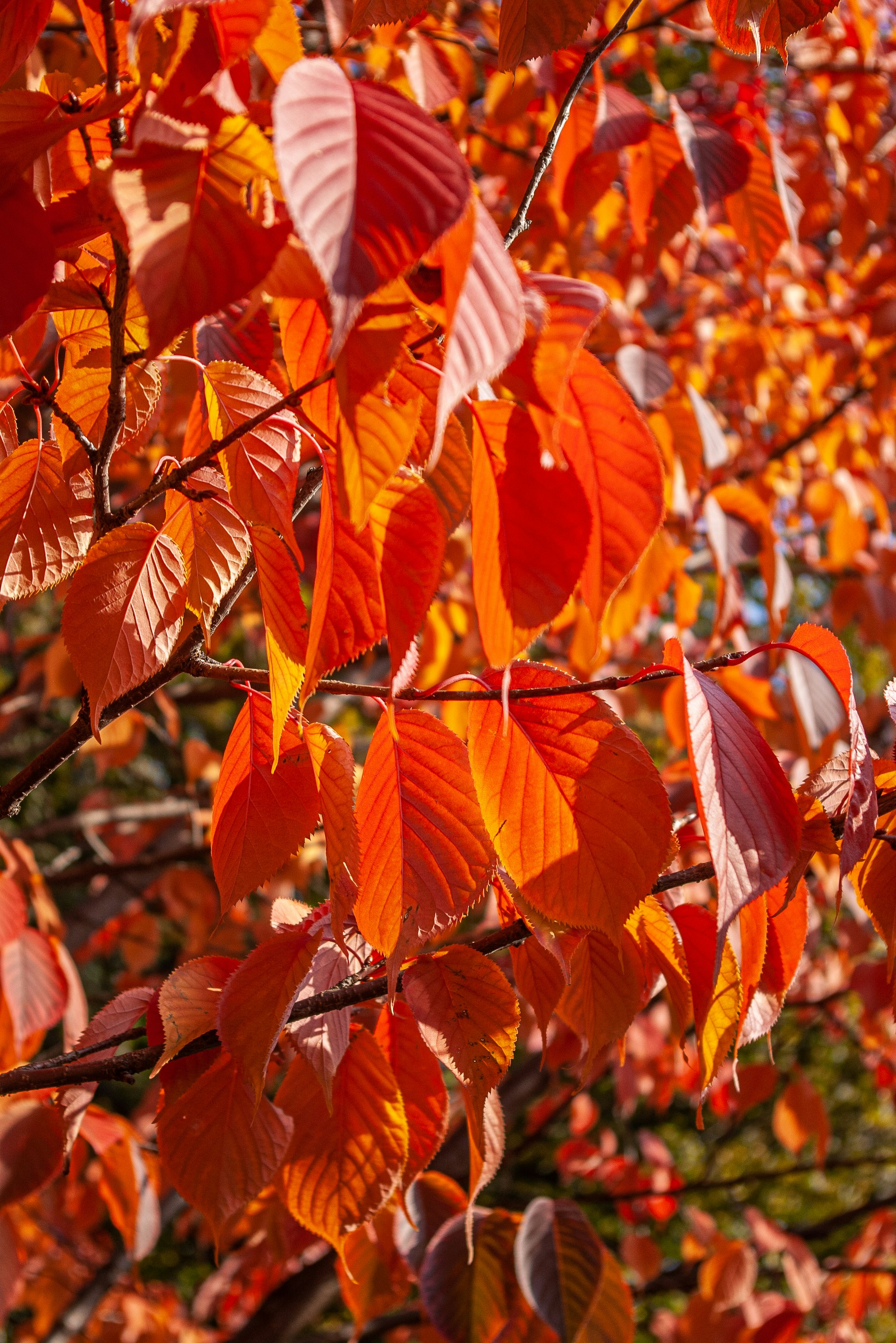 Gros plan d’un arbre aux feuilles rouges photo – Photo Проспект мира ...