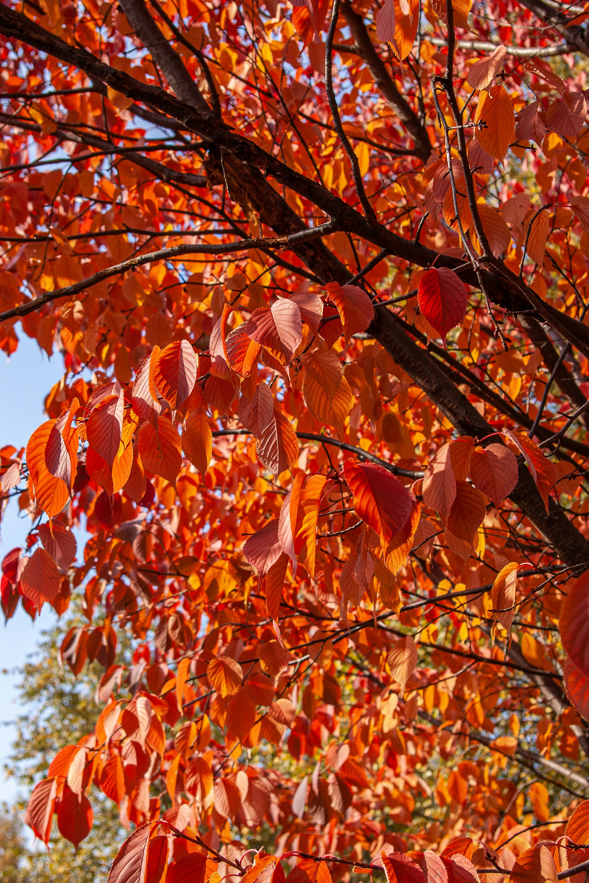 Un arbre aux feuilles rouges à l’automne photo – Photo Проспект мира ...