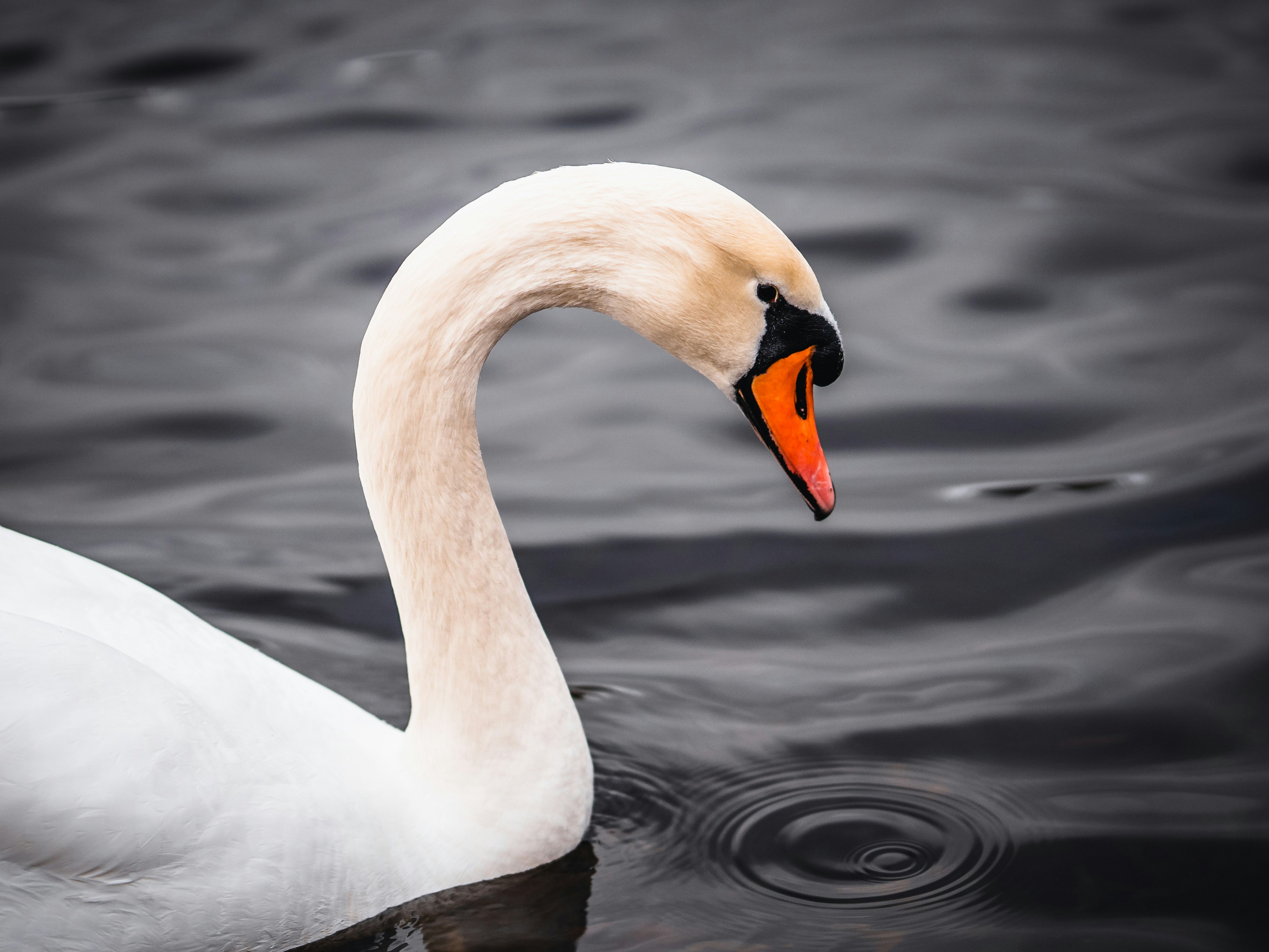 A white swan with an orange beak swims in the water photo – Free Animal ...