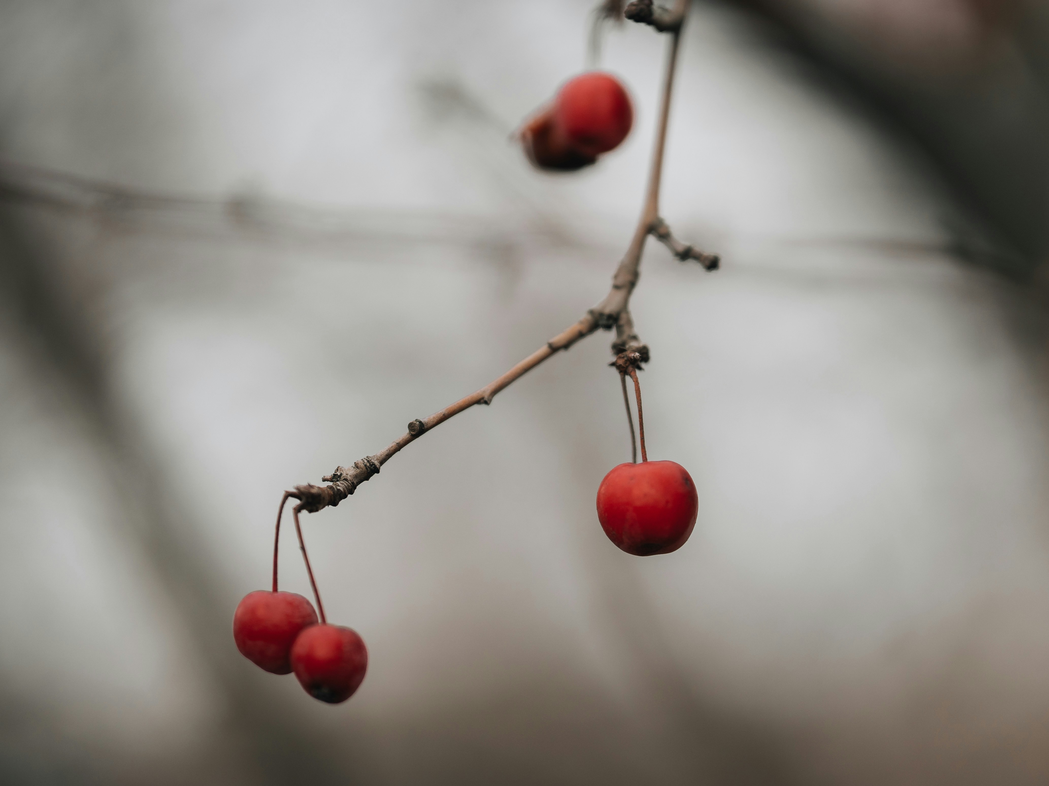 A branch with two red berries hanging from it photo – Free Plant Image ...