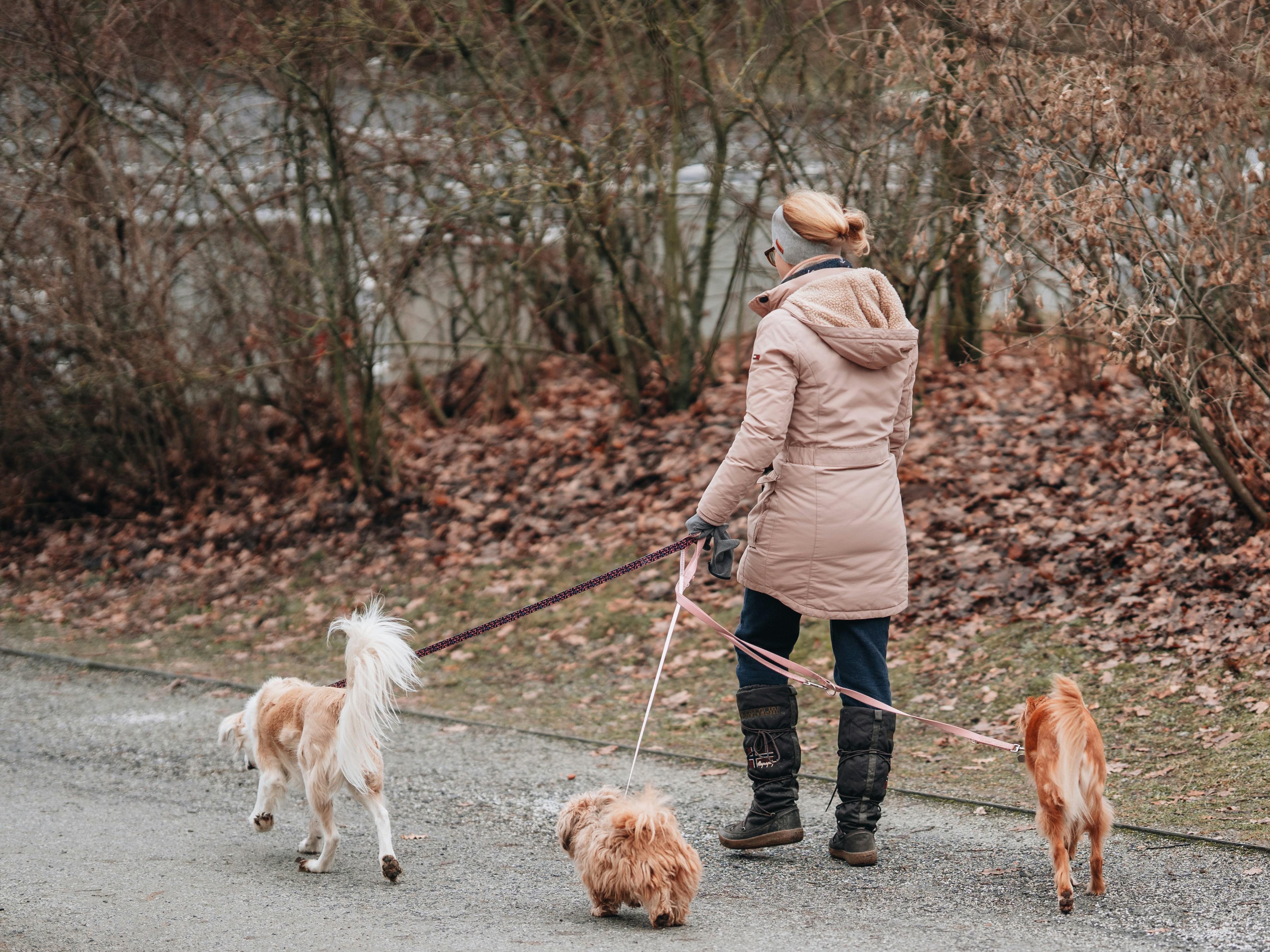 A woman walking three dogs on a leash photo – Free Human Image on Unsplash