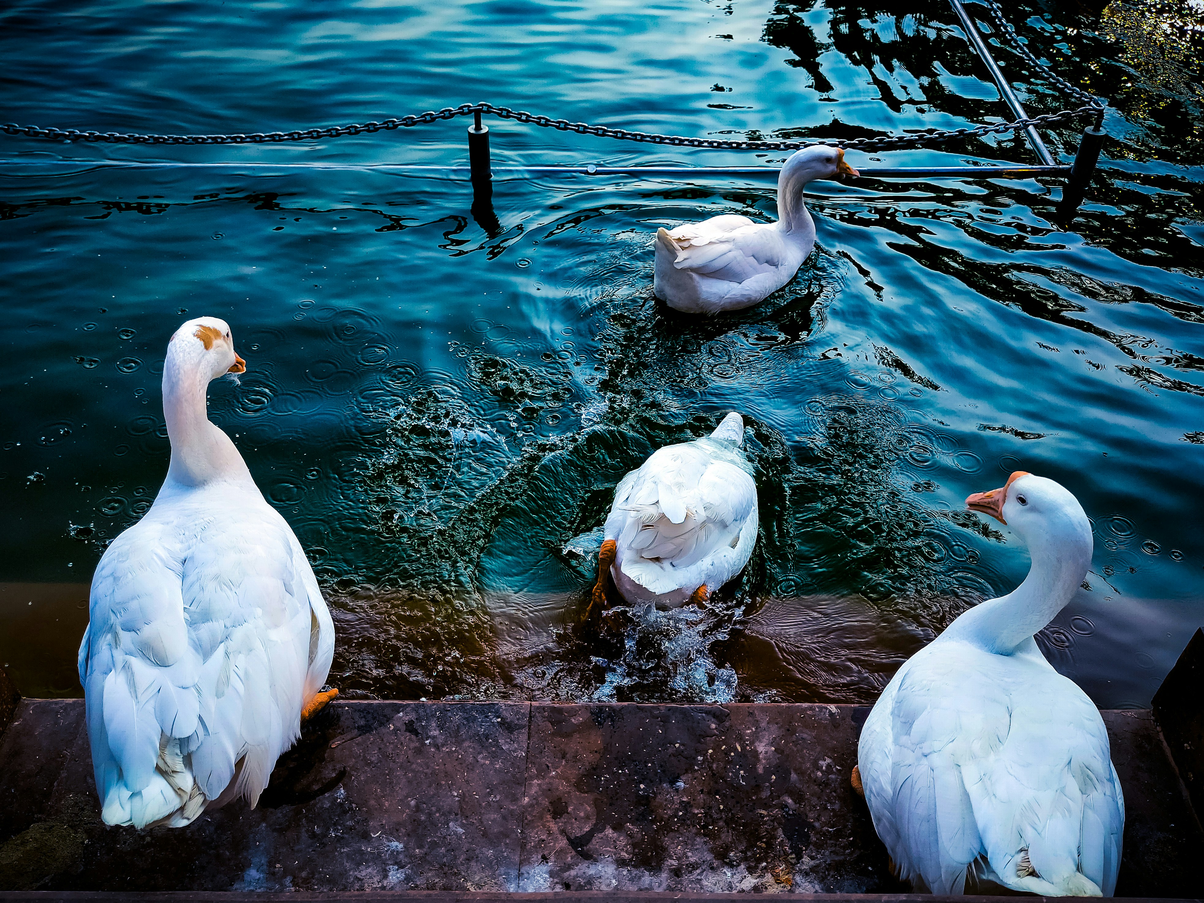 Three white swans rest gracefully on steps by shimmering blue water, creating a peaceful scene.