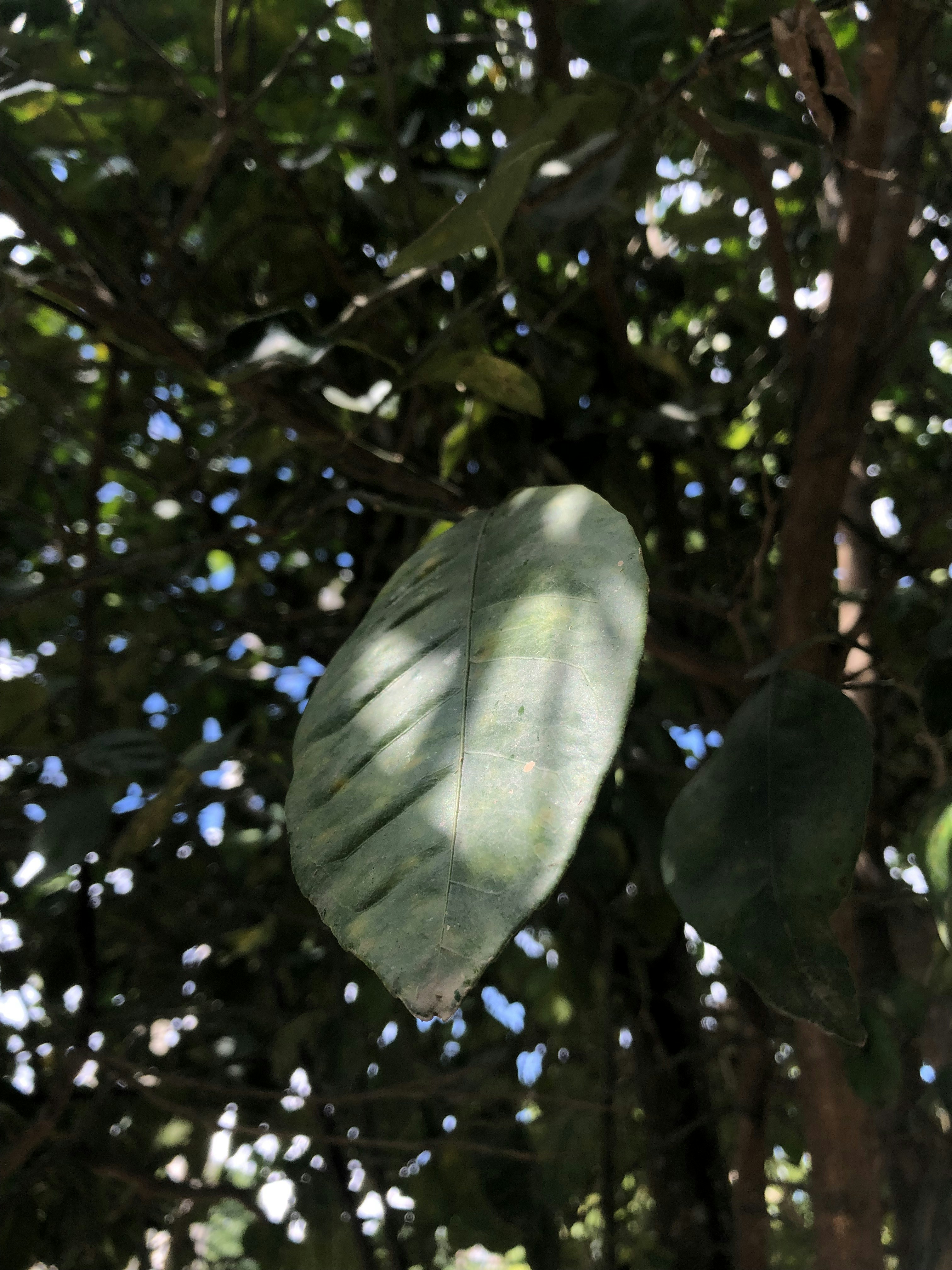 Sunlit Vein: a solitary leaf carved by light among shadow