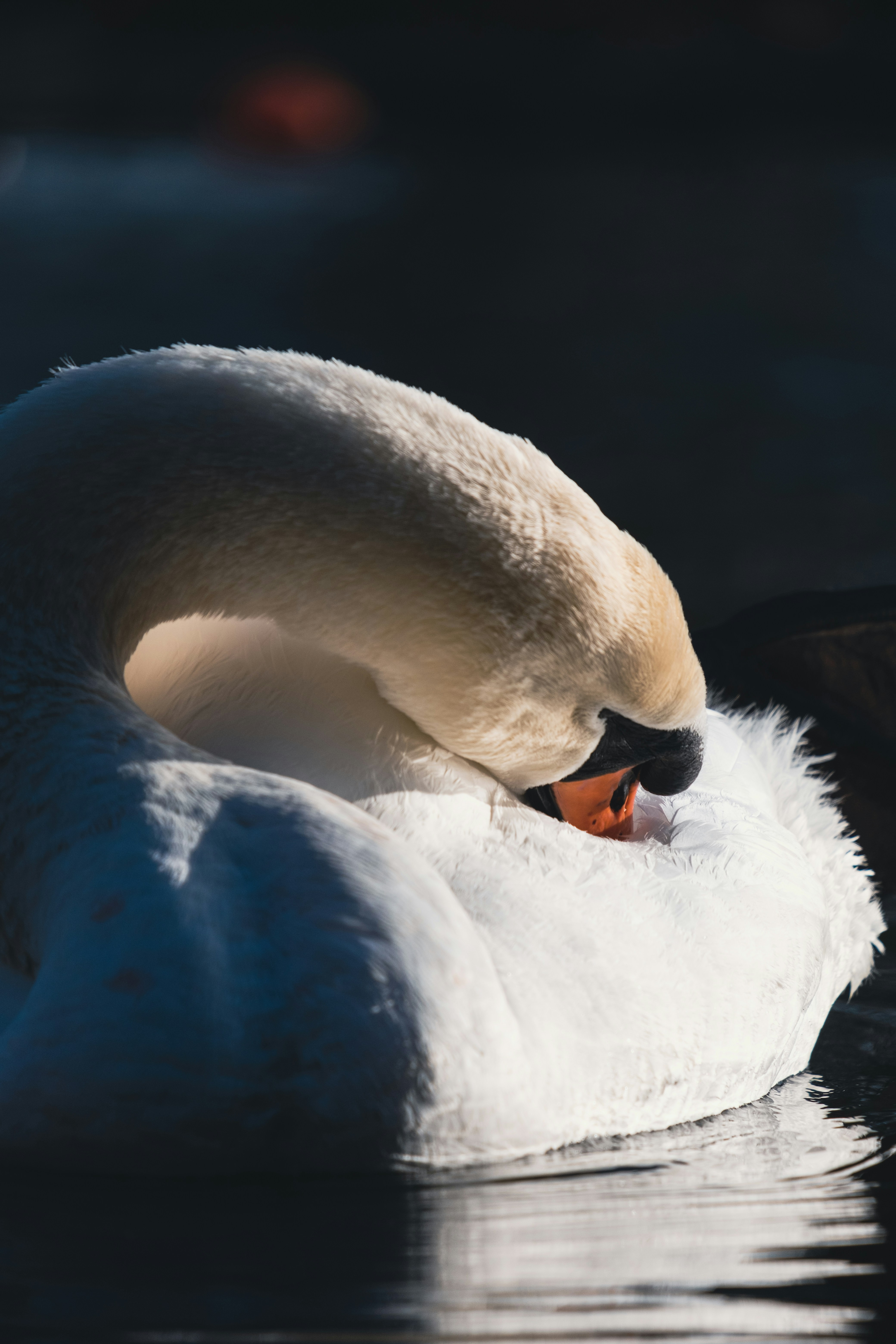A white swan with its head in the water photo – Free London Image on ...