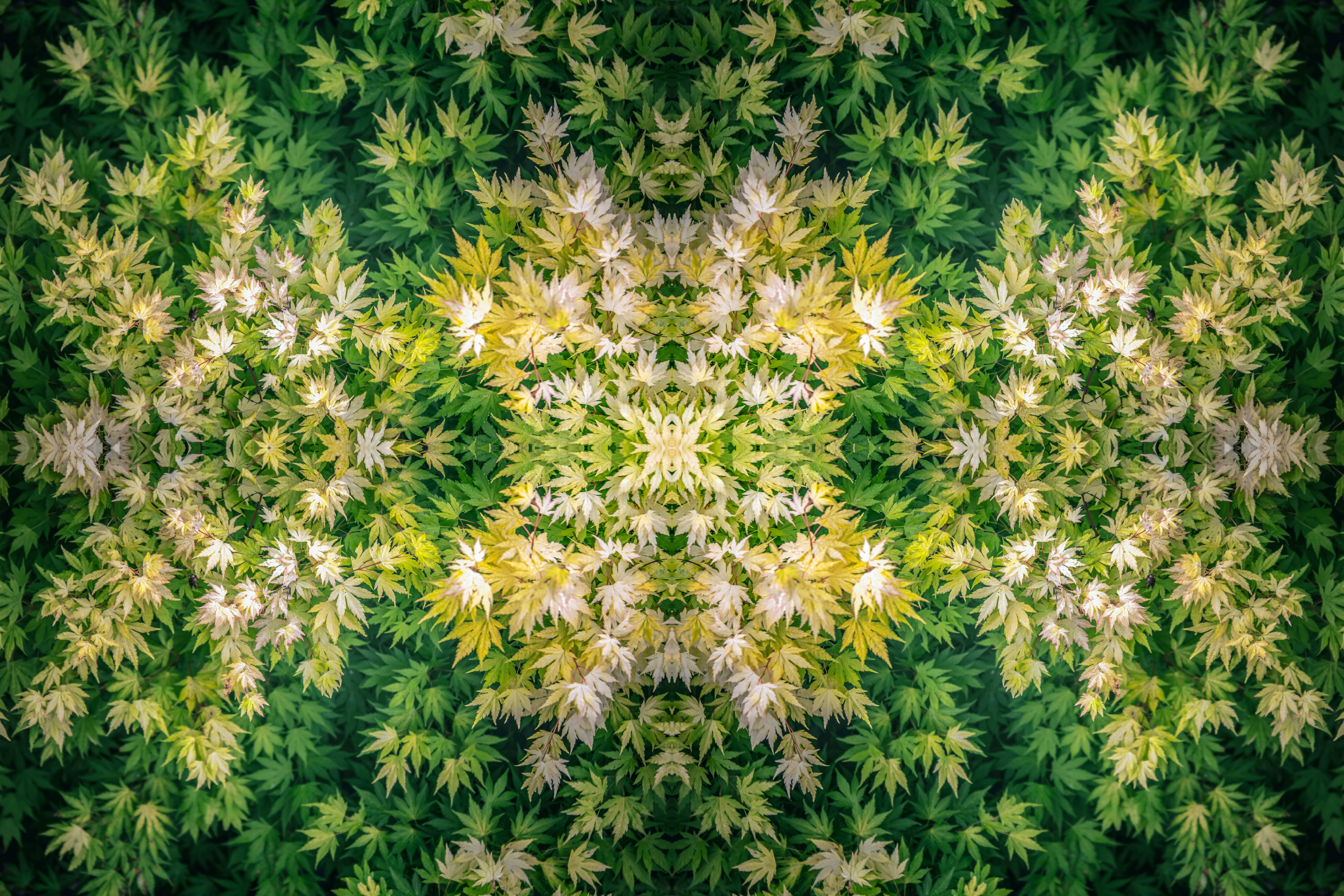 Symmetrical Kale Mosaic: A Fern-like Tapestry in Gradient Greens